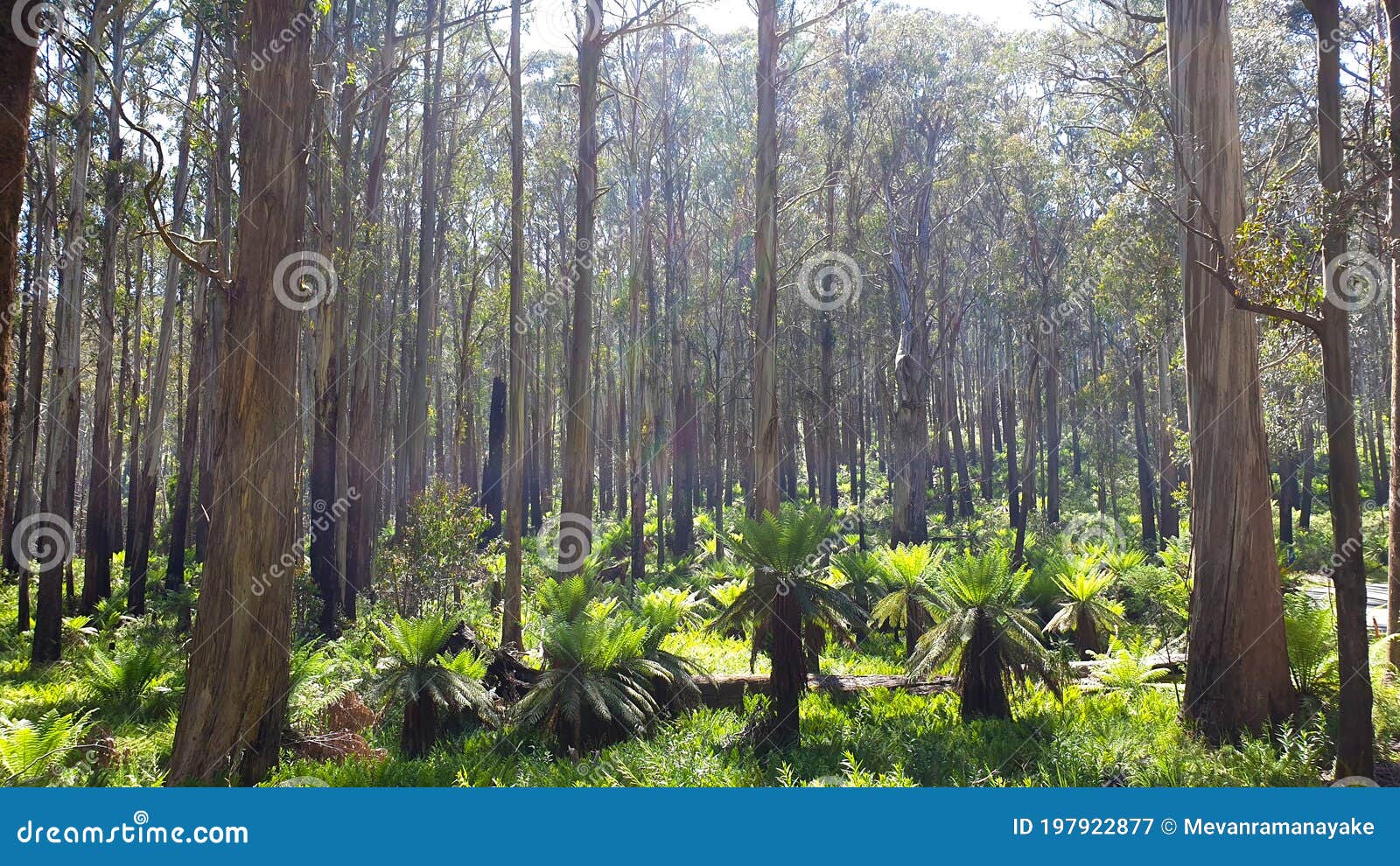 A Dense Turpentine Tree Forest Stock Image - Image of turpentine, dense ...