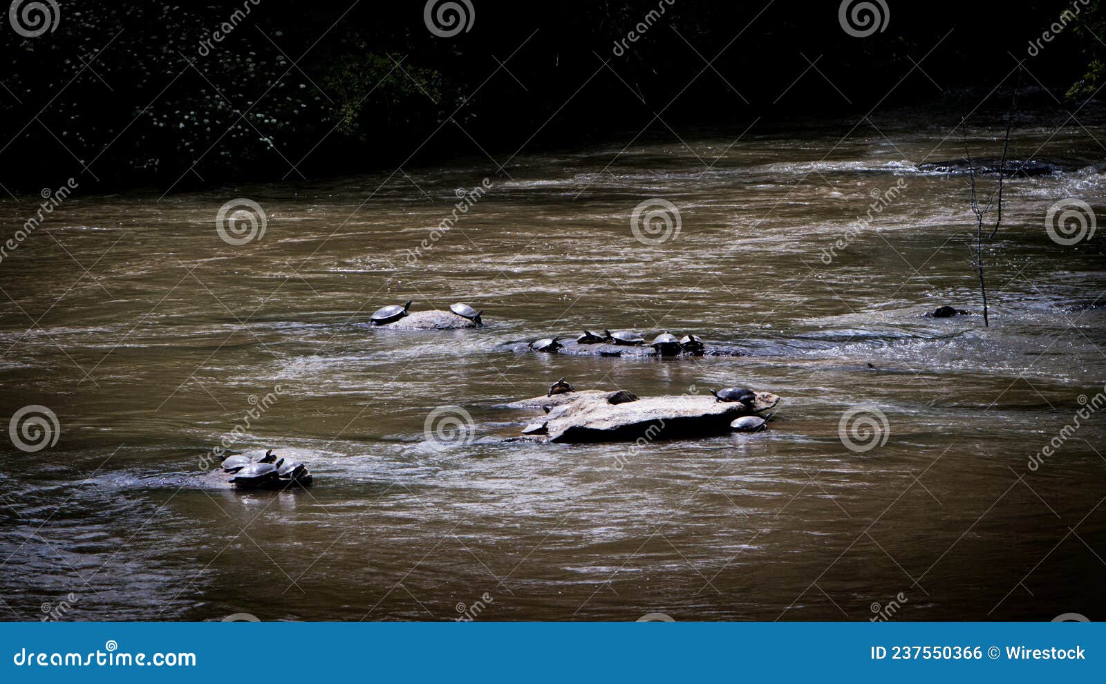 View of Turtles on Rocks in a River Stock Photo - Image of beautiful ...