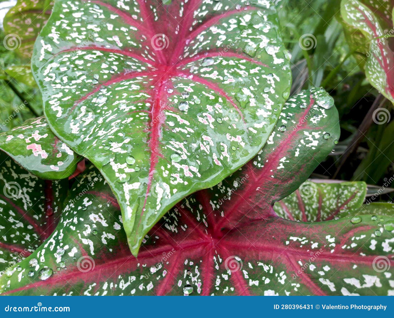 View of Two Beautiful Taro in a Small Garden Stock Image - Image of ...