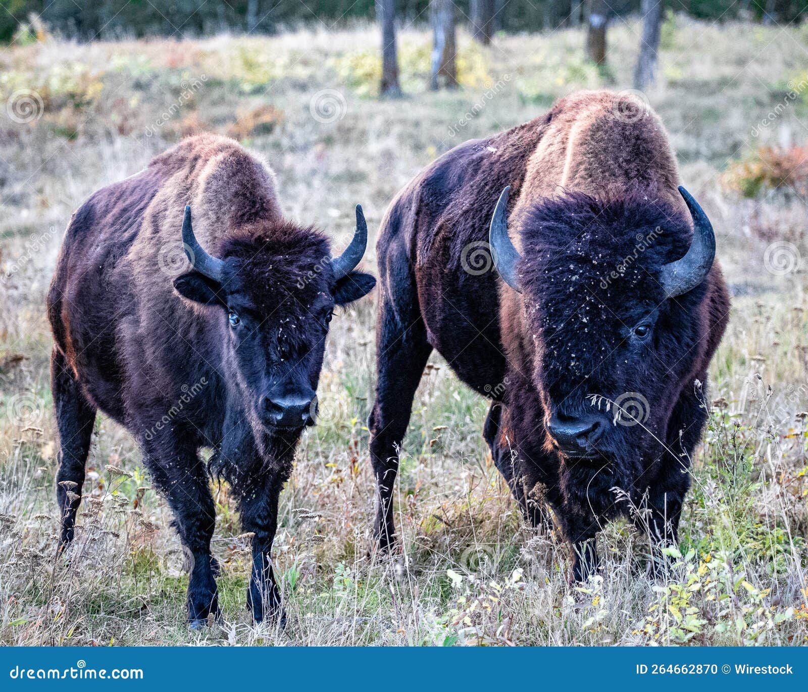 View of Two Bisons Walking in Field Stock Photo - Image of dangerous ...