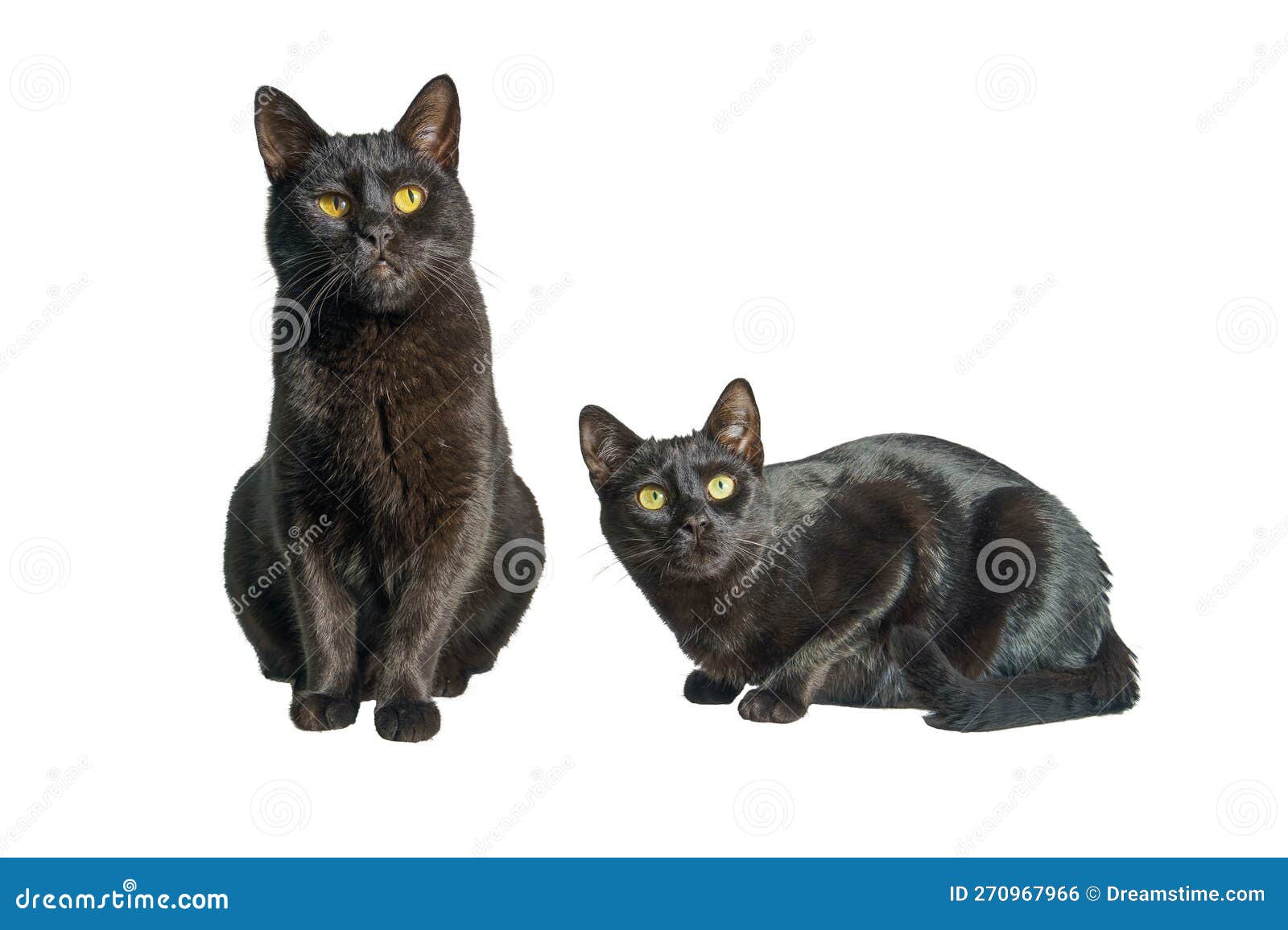 View of Two Black Cats, Isolated on White Background Stock Photo - Image of young, black: 270967966