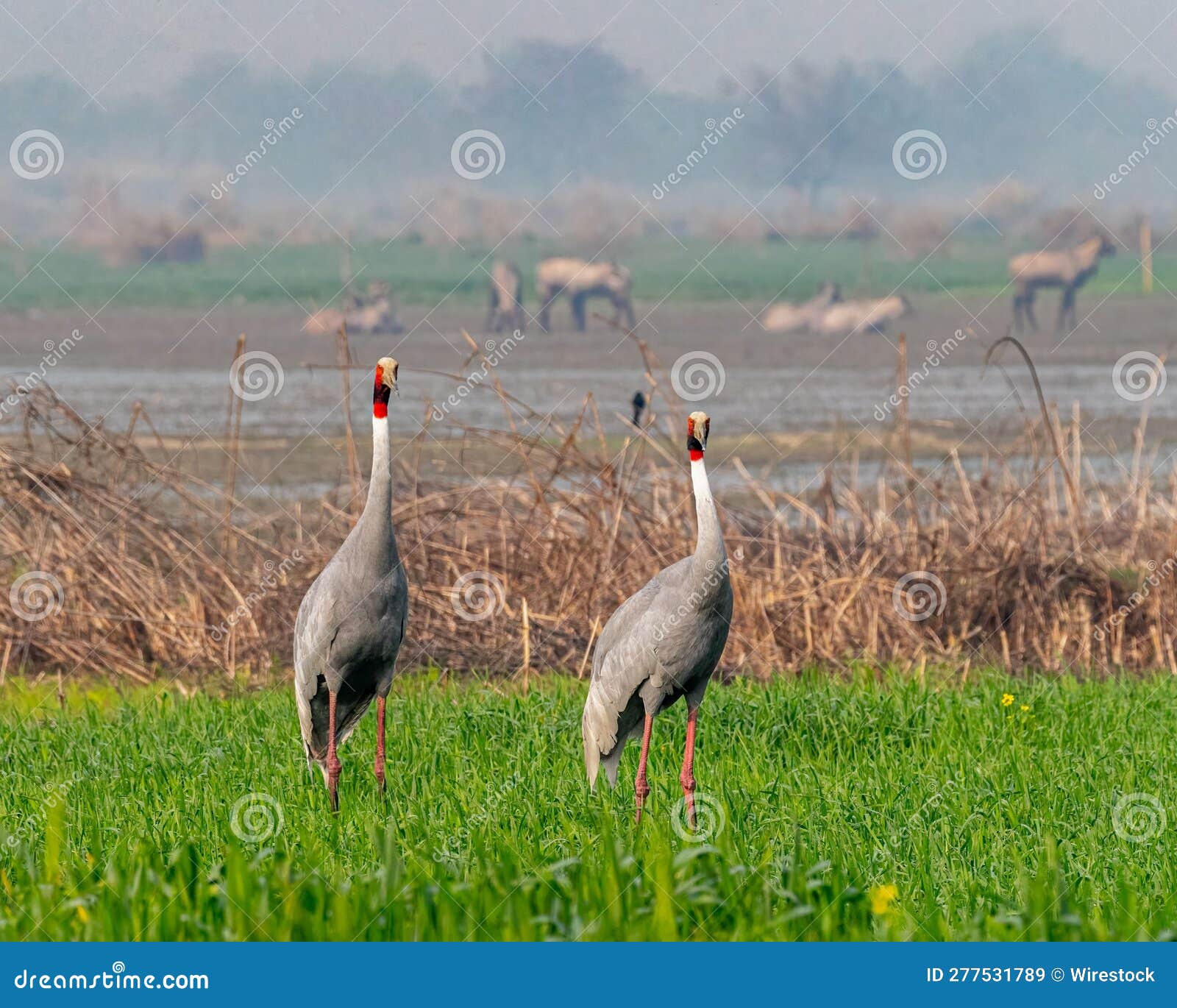 View of Two Brolgas in Greenery Field Stock Image - Image of rubicunda ...