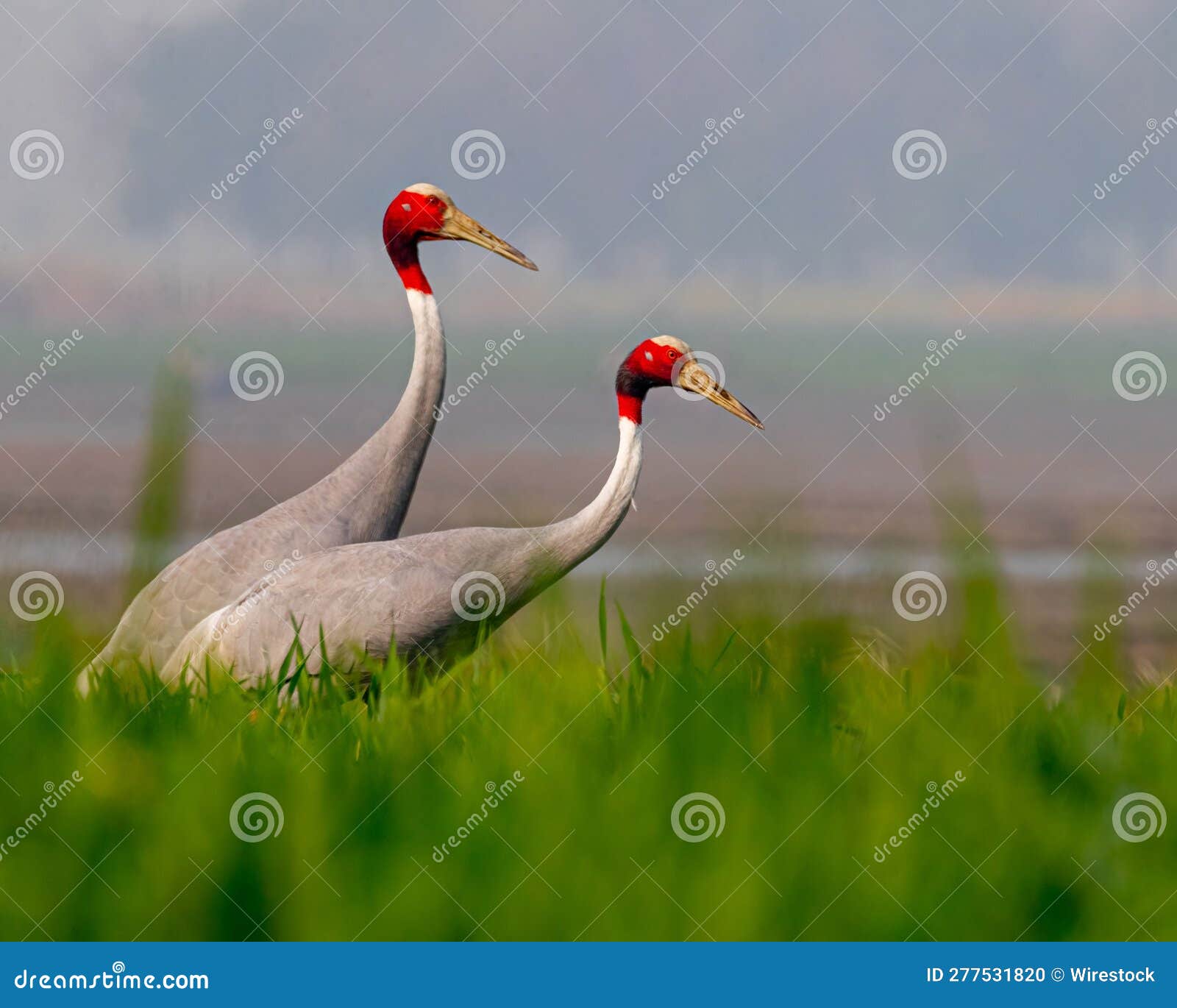 View of Two Brolgas in Greenery Field Stock Photo - Image of greenery ...