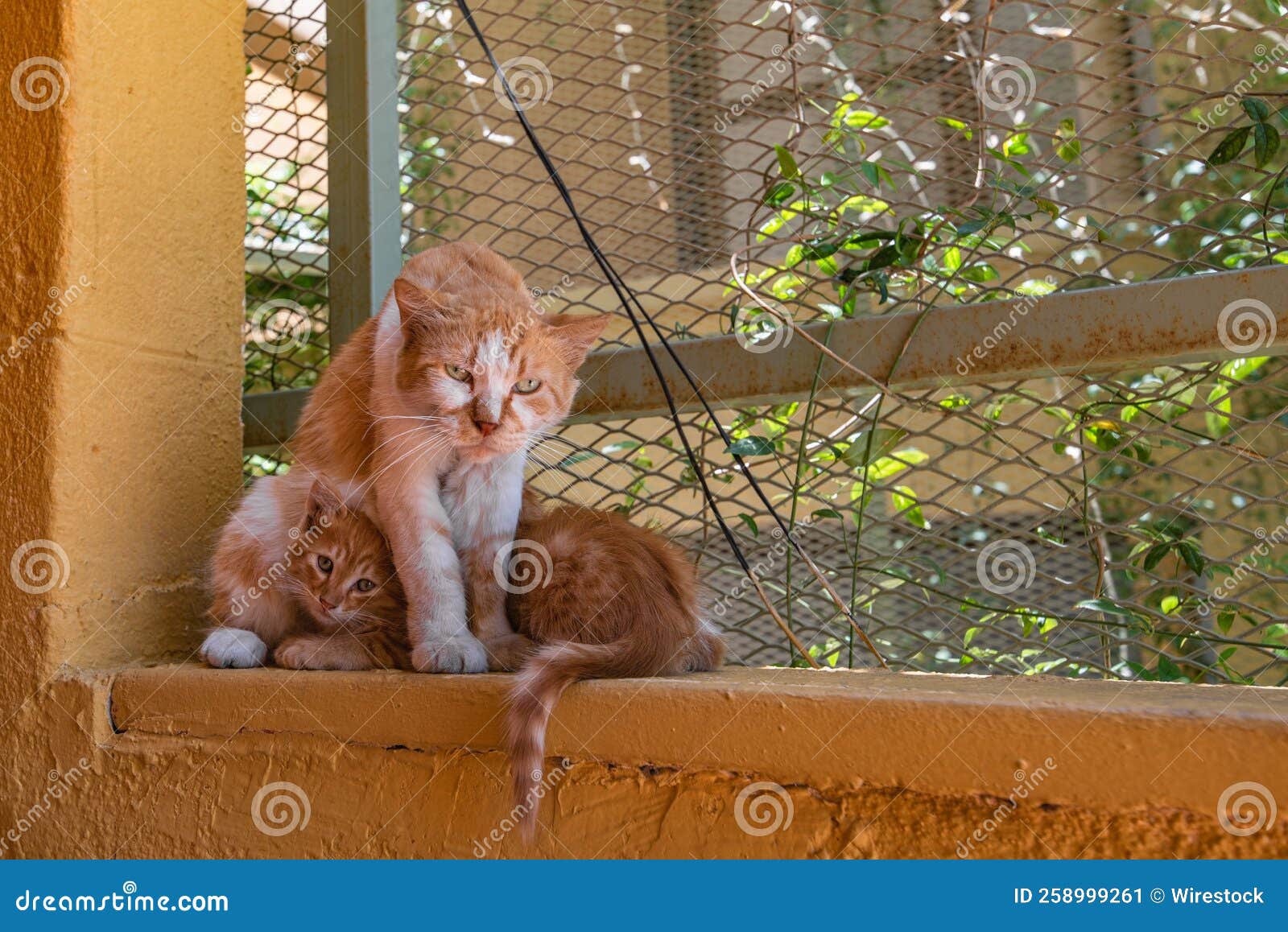View of the Two Brown Kittens Stock Image - Image of cute, portrait ...