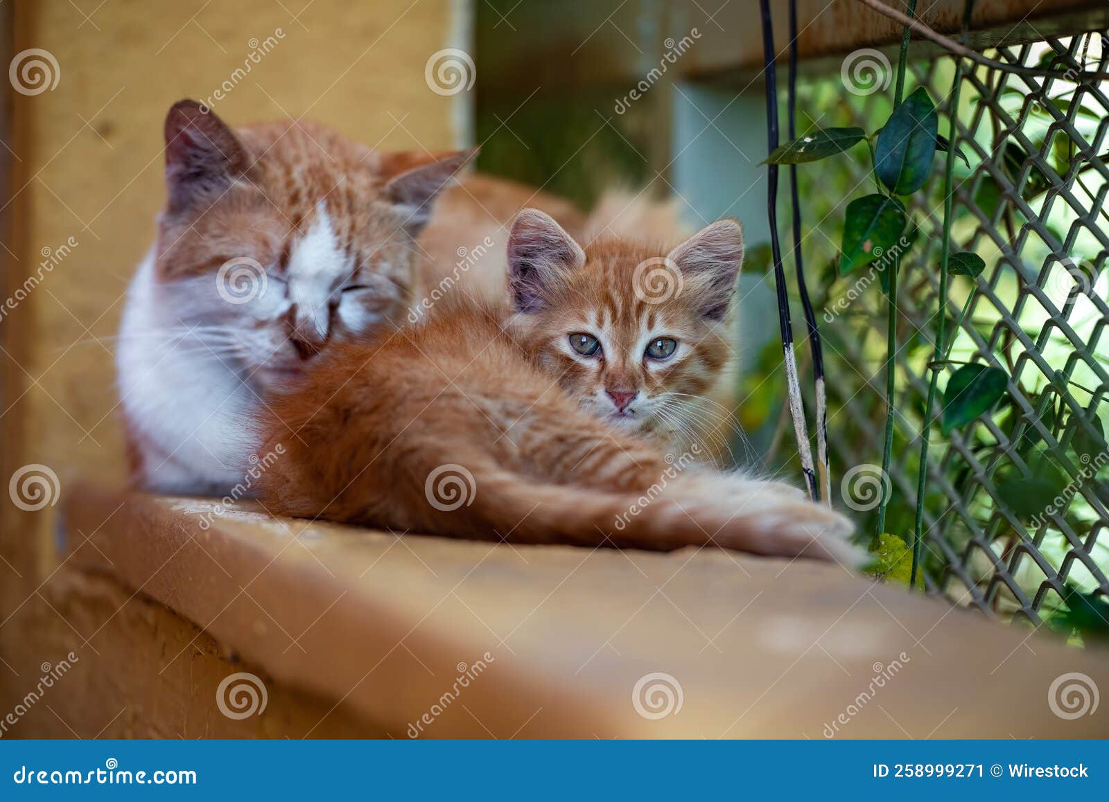View of the Two Brown Kittens Stock Image - Image of fluffy, animal ...