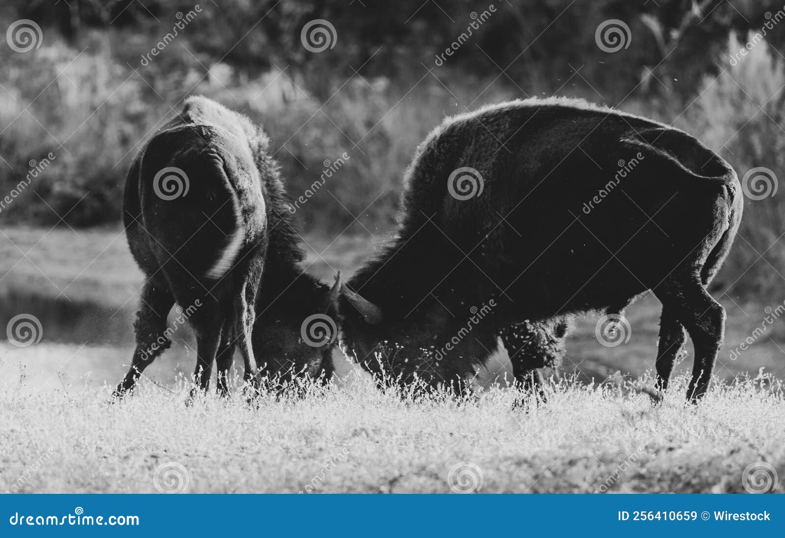 View of Two Bulls Fighting in Grassland Stock Image - Image of ...