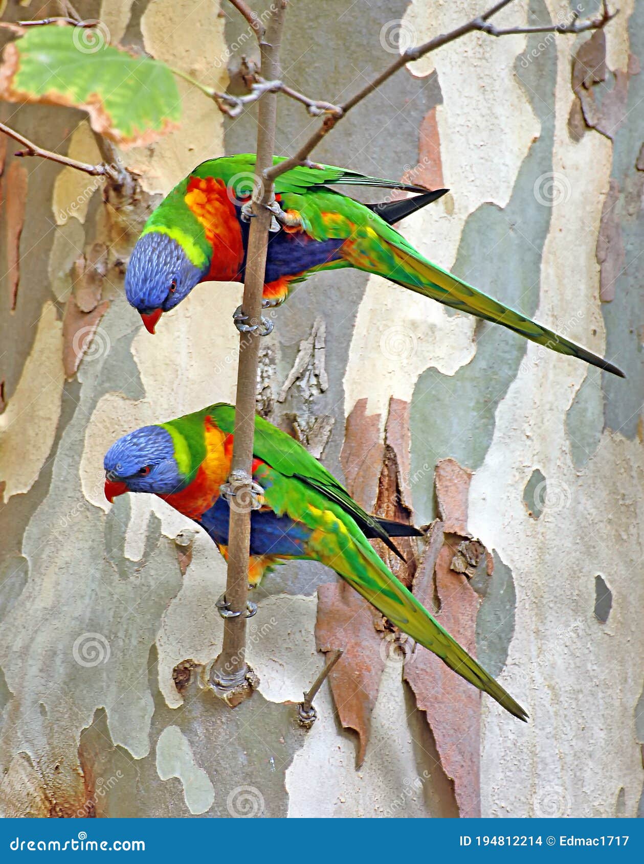 View of Two Colorful Australian Parrots. Stock Photo - Image of ...