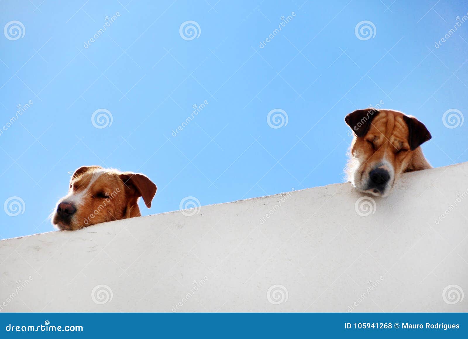 Two dogs peaking stock photo. Image of white, breed - 105941268