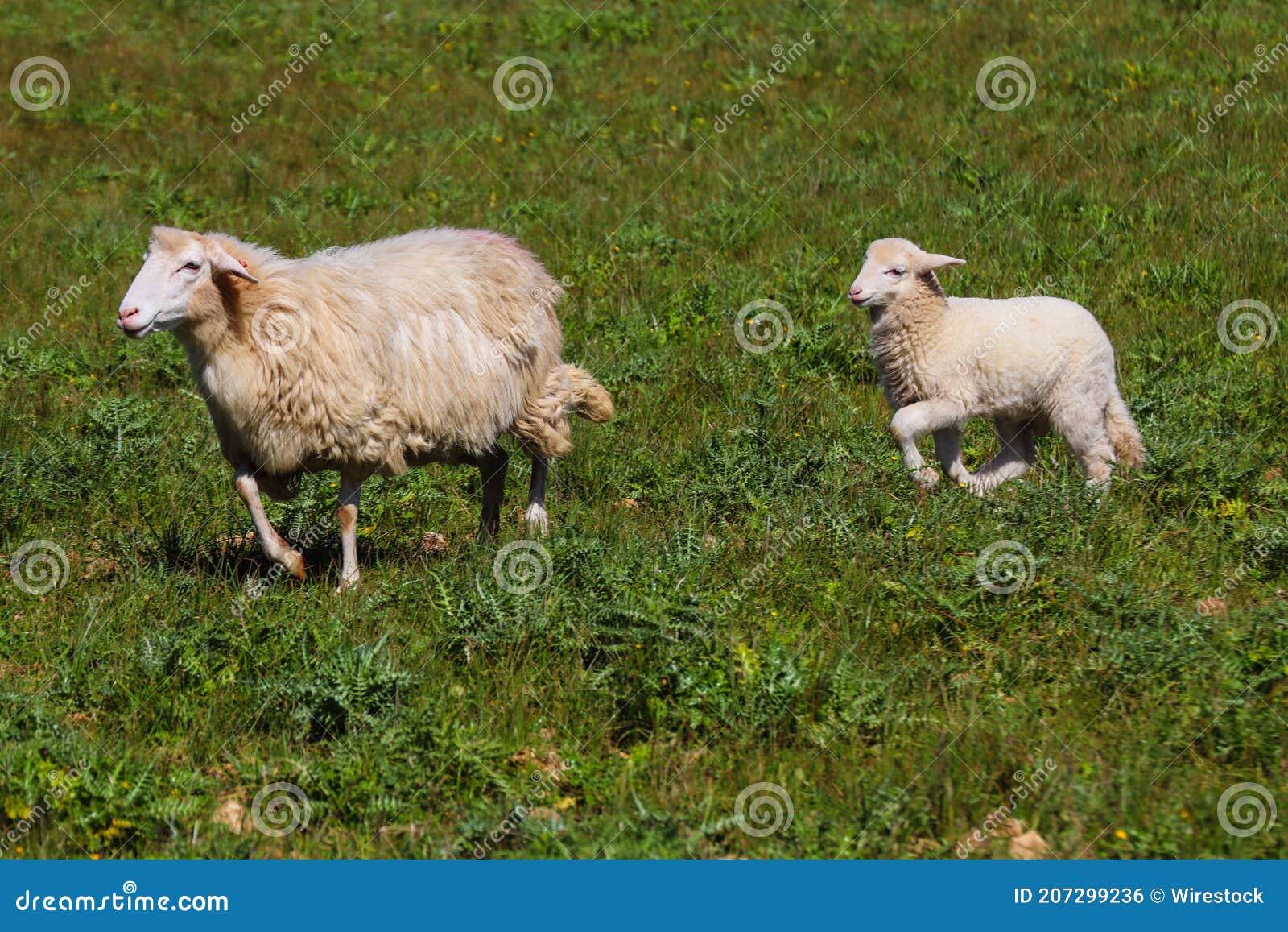 View of Two Lambs Running on Green Fields in a Farm Stock Photo - Image ...