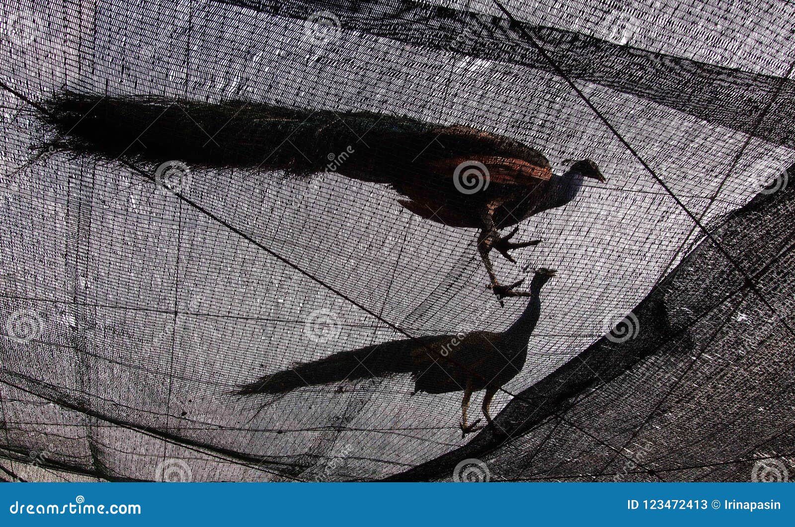Two Peacocks on the Net Looking Up Stock Image - Image of birds, view ...