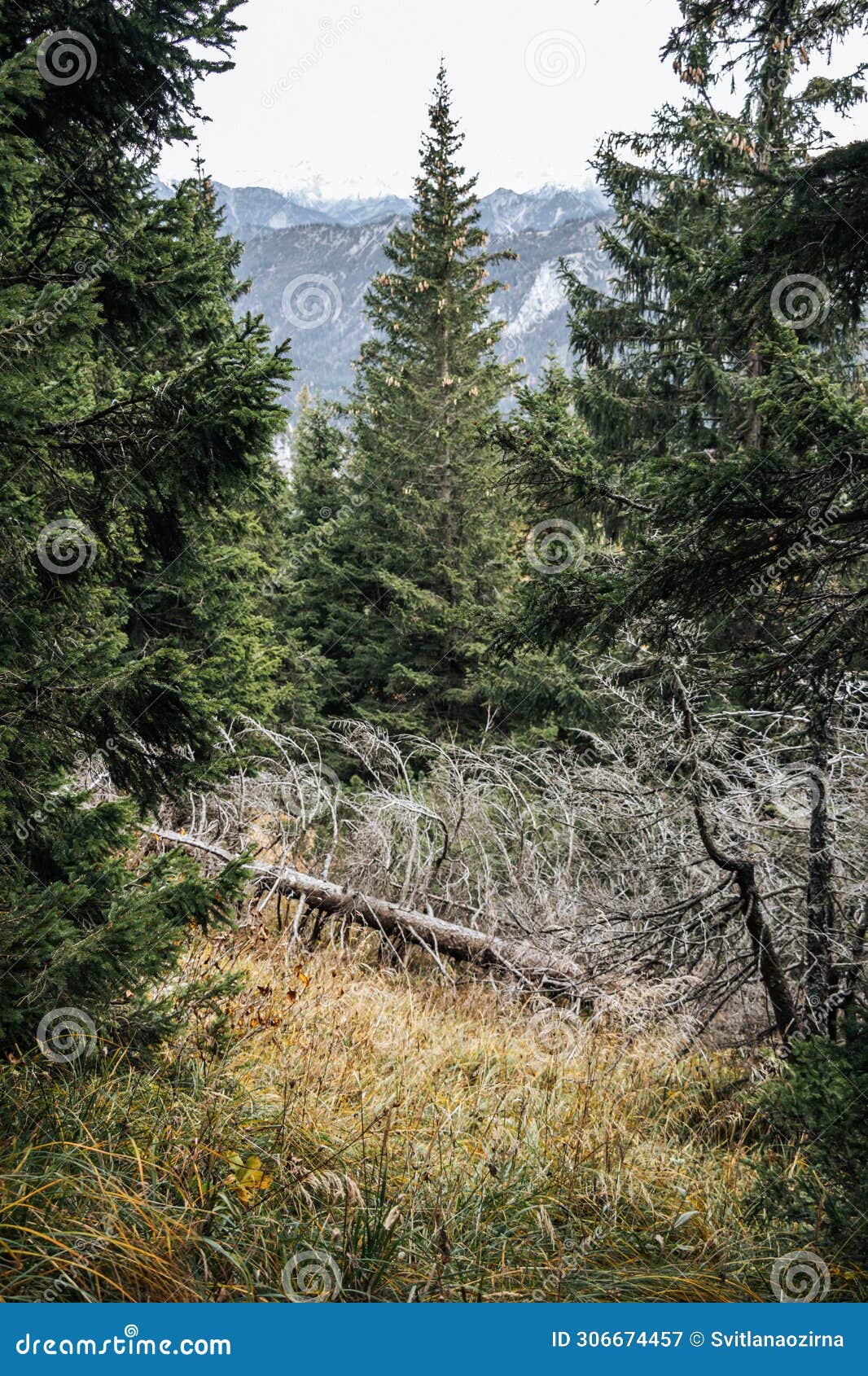 A View between Two Pine Trees of a Dry Fallen Tree in a Coniferous ...