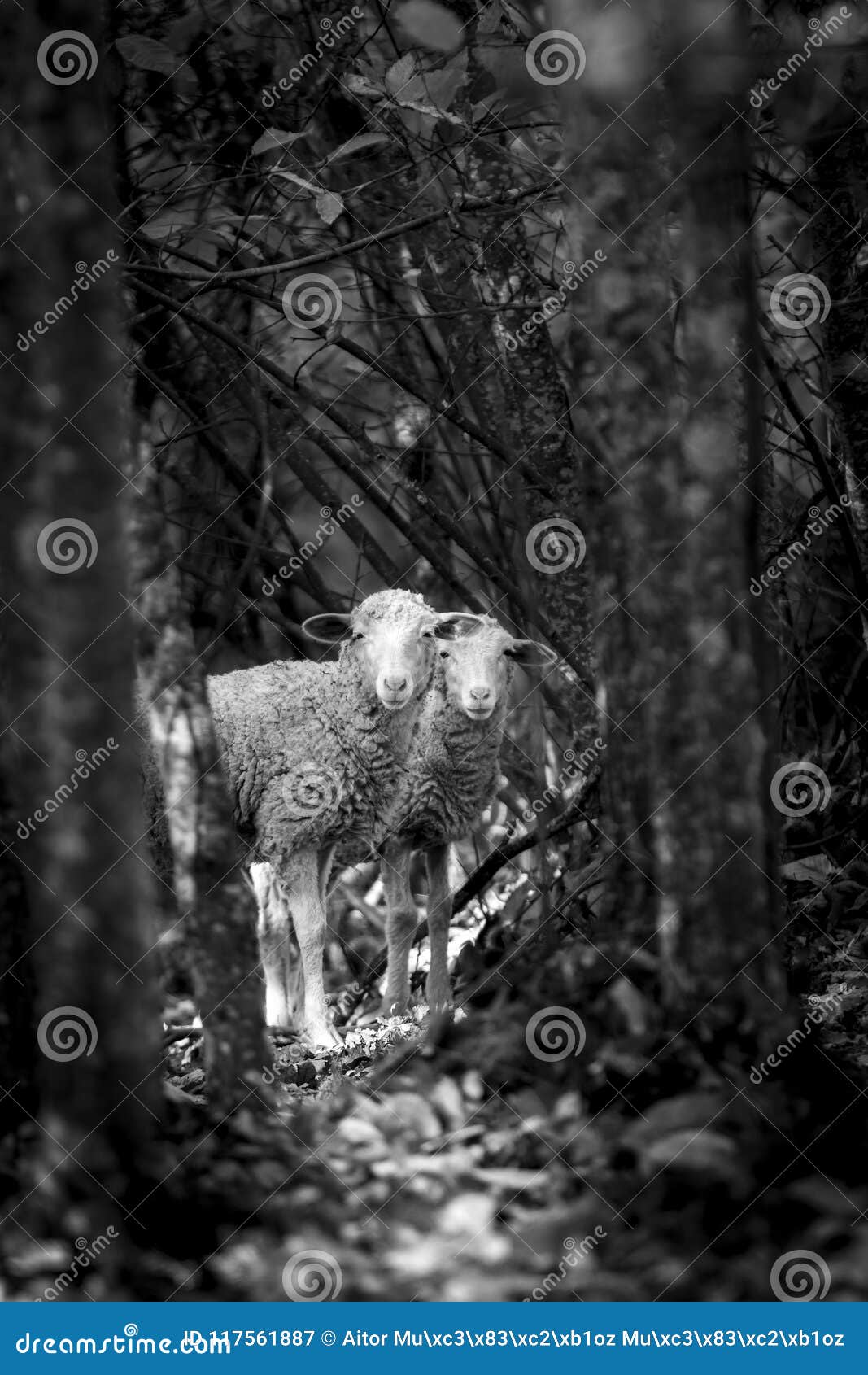 Sheep in Forest among Trees Stock Image - Image of environment, foliage ...