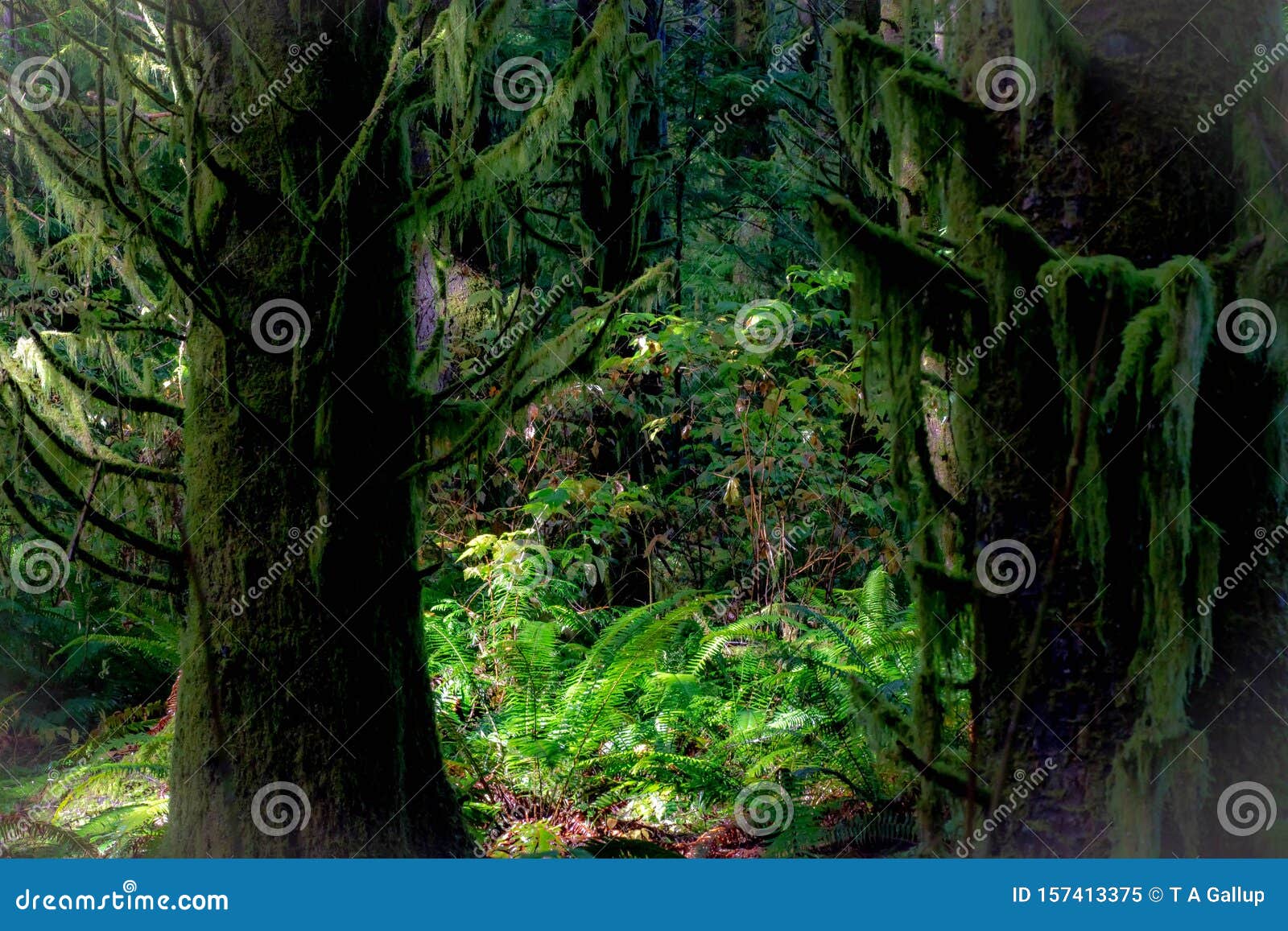 Pacific Northwest Rainforest in Sunlight Stock Image - Image of ...