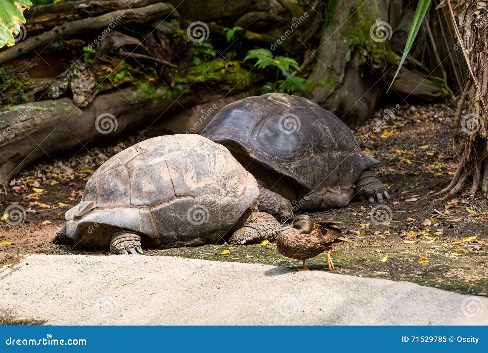 View of Two Turtles in a Zoo Stock Image - Image of natural, aldabra ...