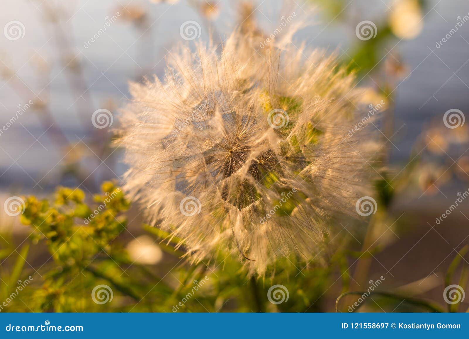 Vild flover in summer stock image. Image of nature, plant - 121558697