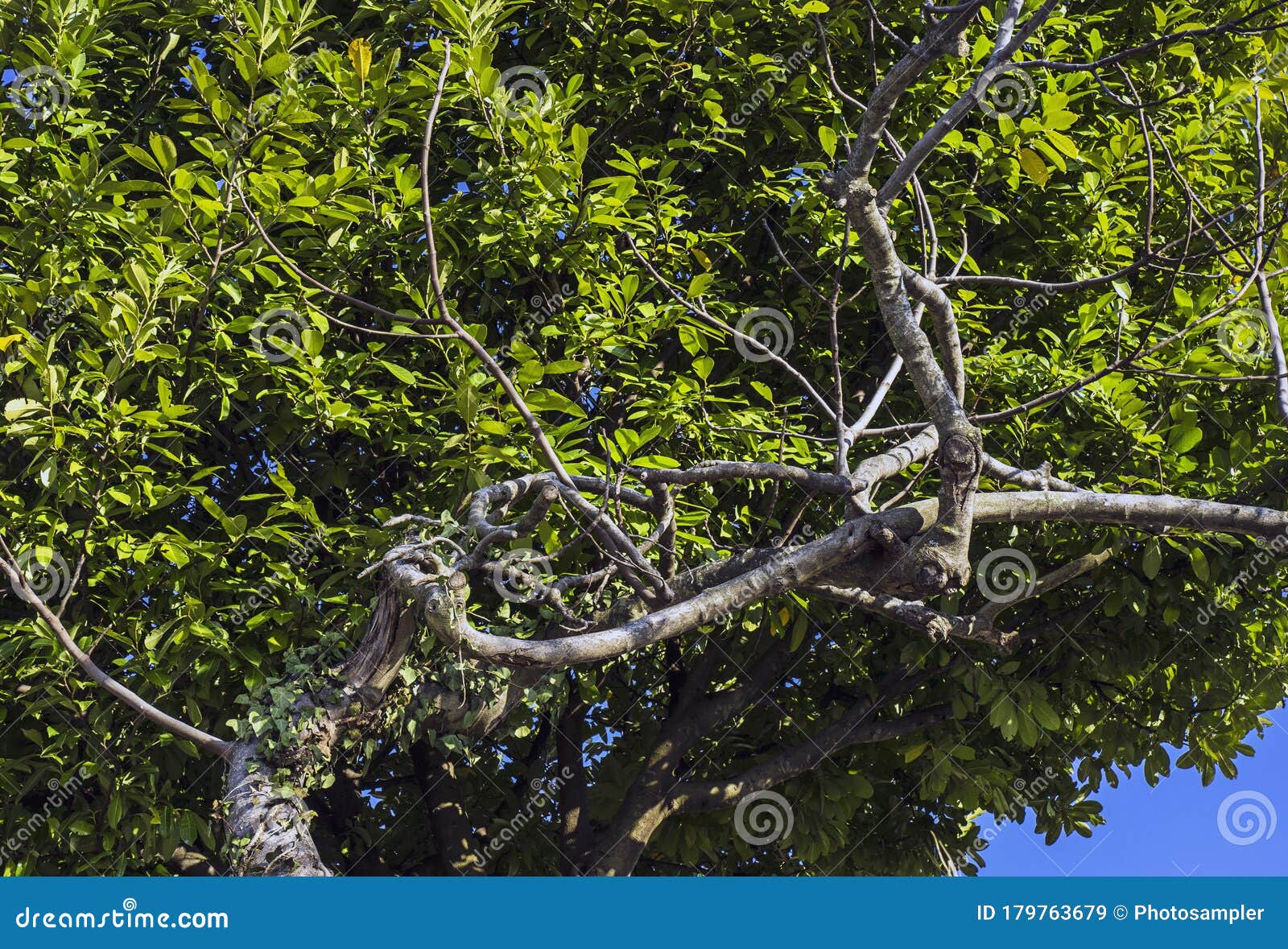 View under the bushy tree stock image. Image of nature - 179763679