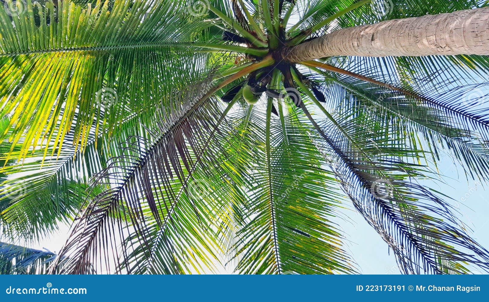 View Under the Coconut Tree Stock Image - Image of tropics, coconut ...