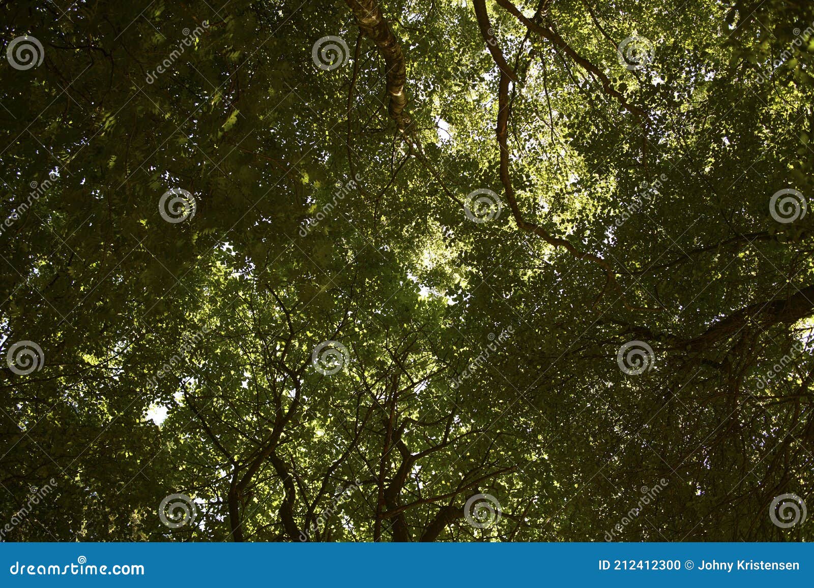 View Under Large Trees Coming Together Stock Photo - Image of field ...