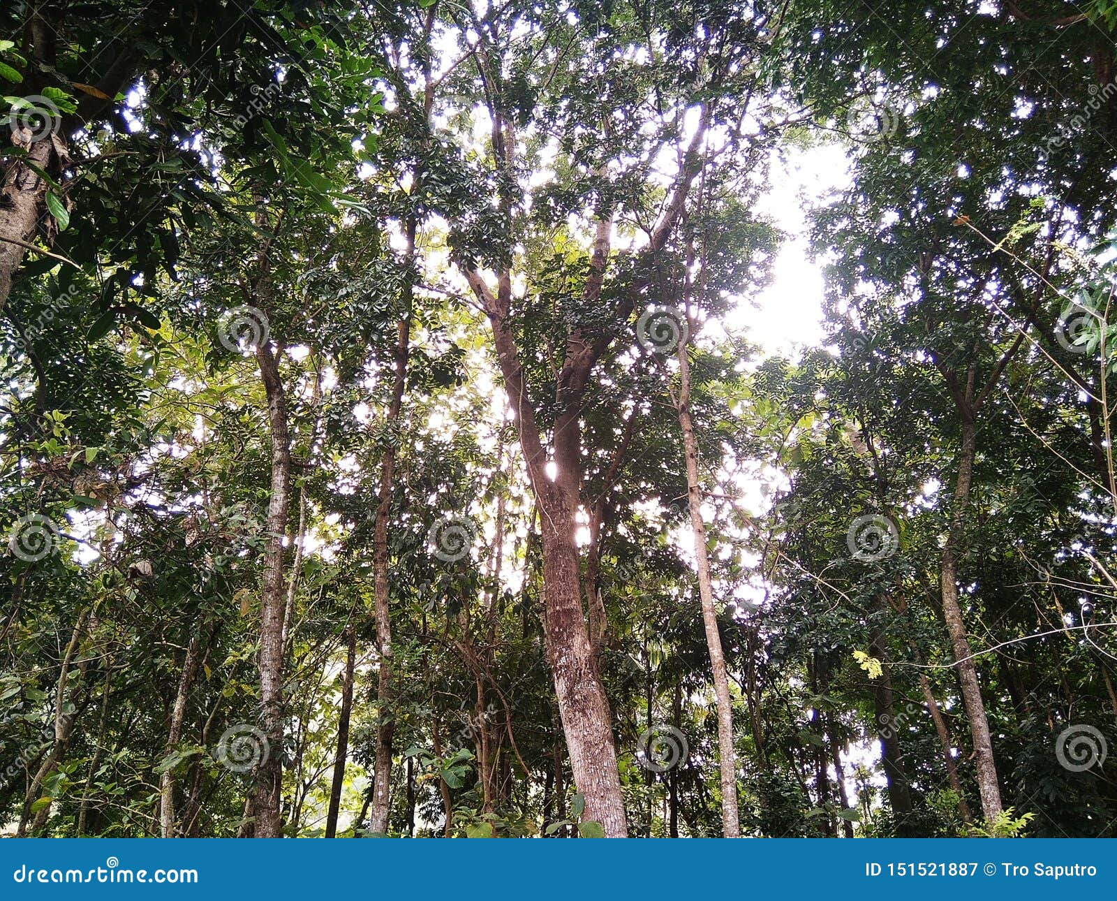 A view under a shady tree stock image. Image of forest - 151521887
