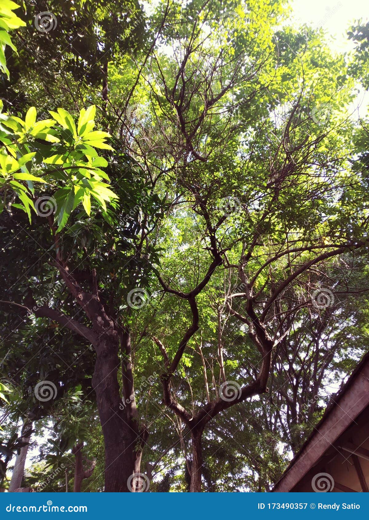 View from under a tree stock image. Image of leaf, tree - 173490357