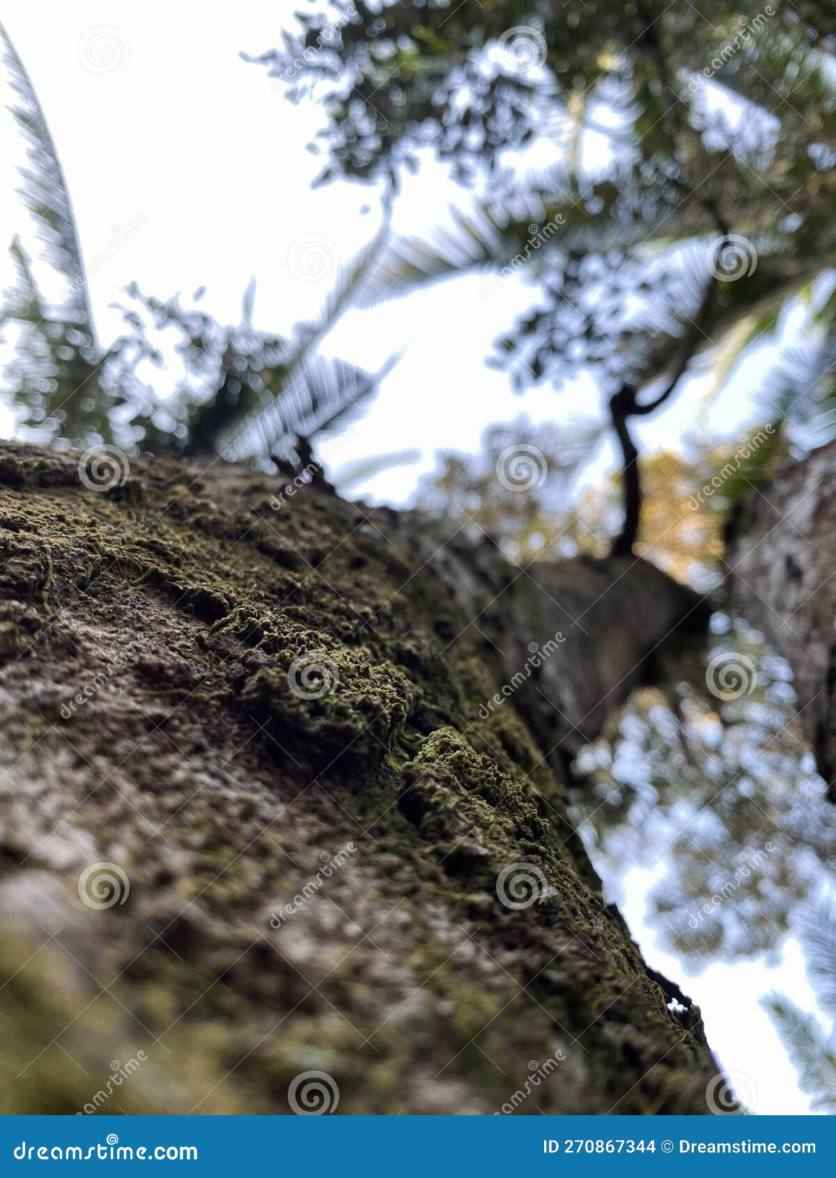 The View from Under the Tree Stock Photo - Image of nature, plant ...