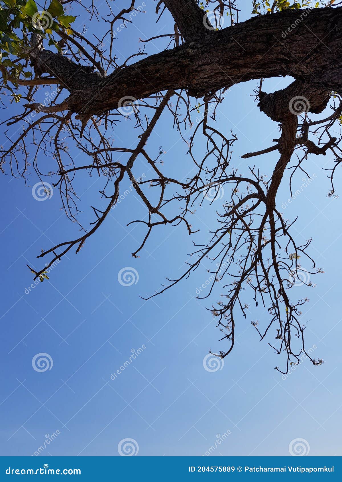 The View Under the Tree and the Blue Sky Stock Image - Image of line ...