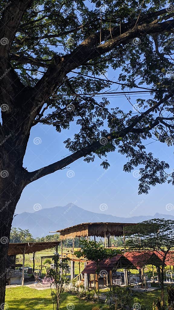 View from under the tree stock image. Image of cafe - 342726967