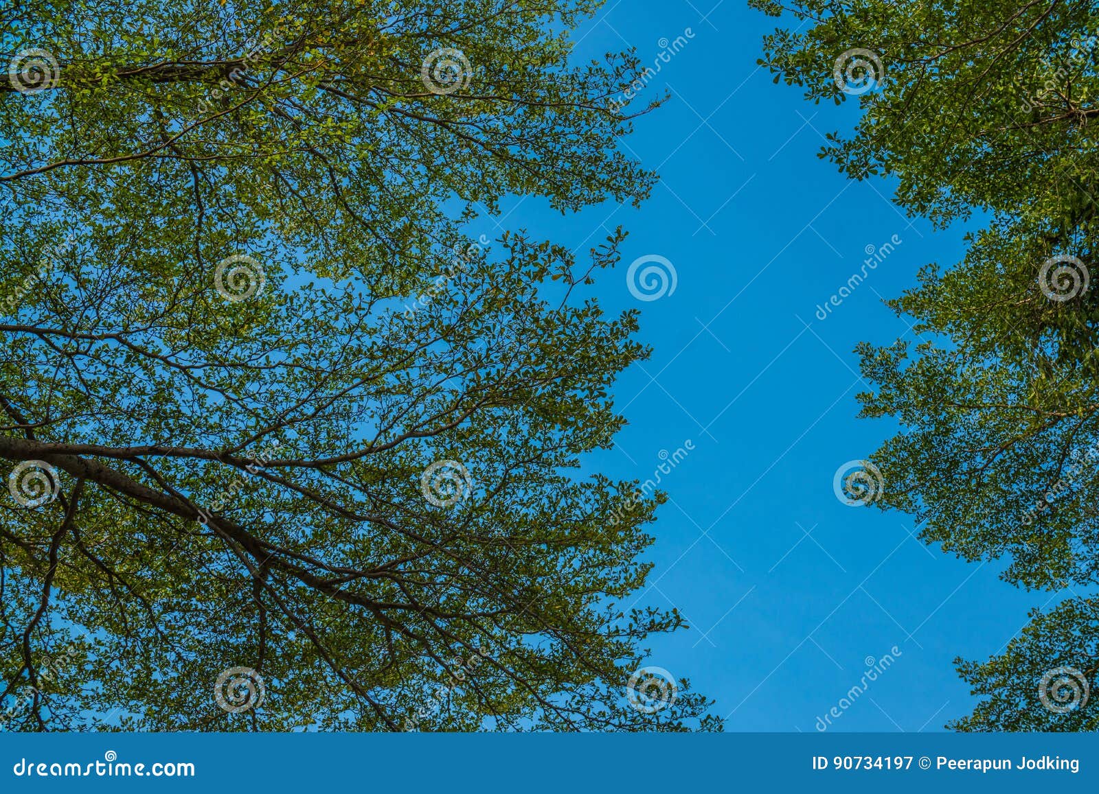 The View Under the Tree with Green Leaves and Blue Sky Stock Image ...