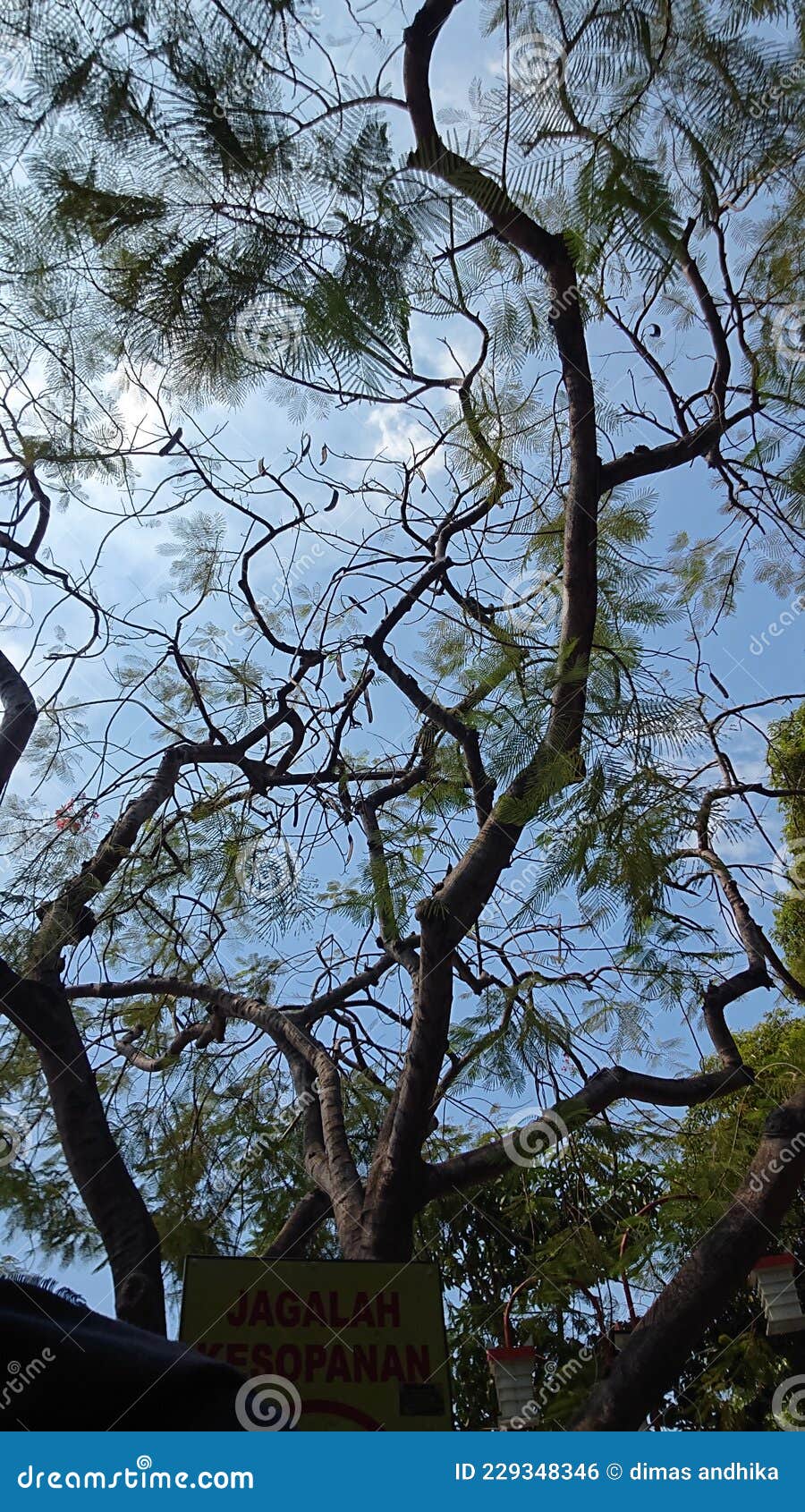 The View Under the Tree, Its so Beautiful Stock Photo - Image of tree ...