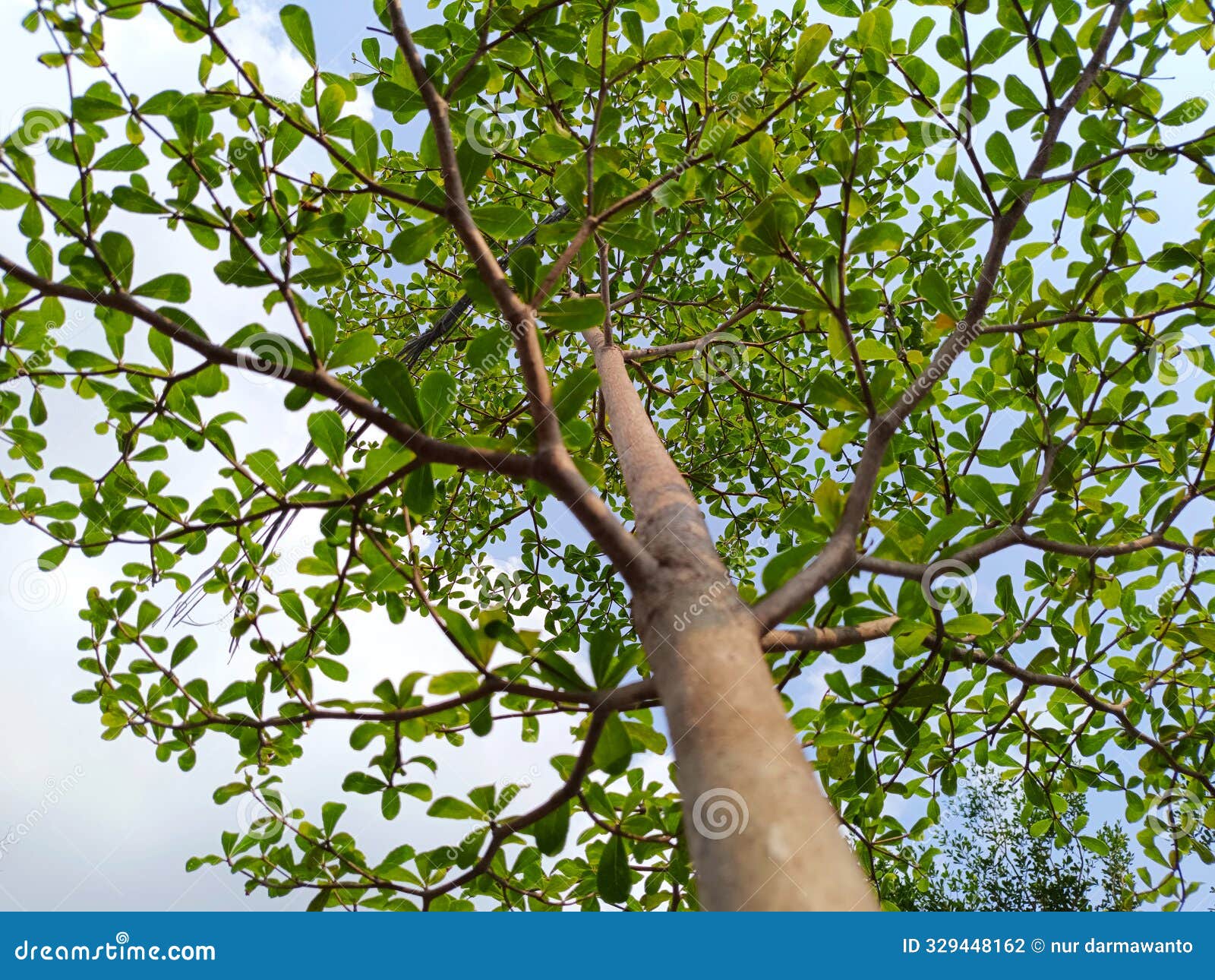 View from Under the Tree. Nature Background Stock Photo - Image of ...