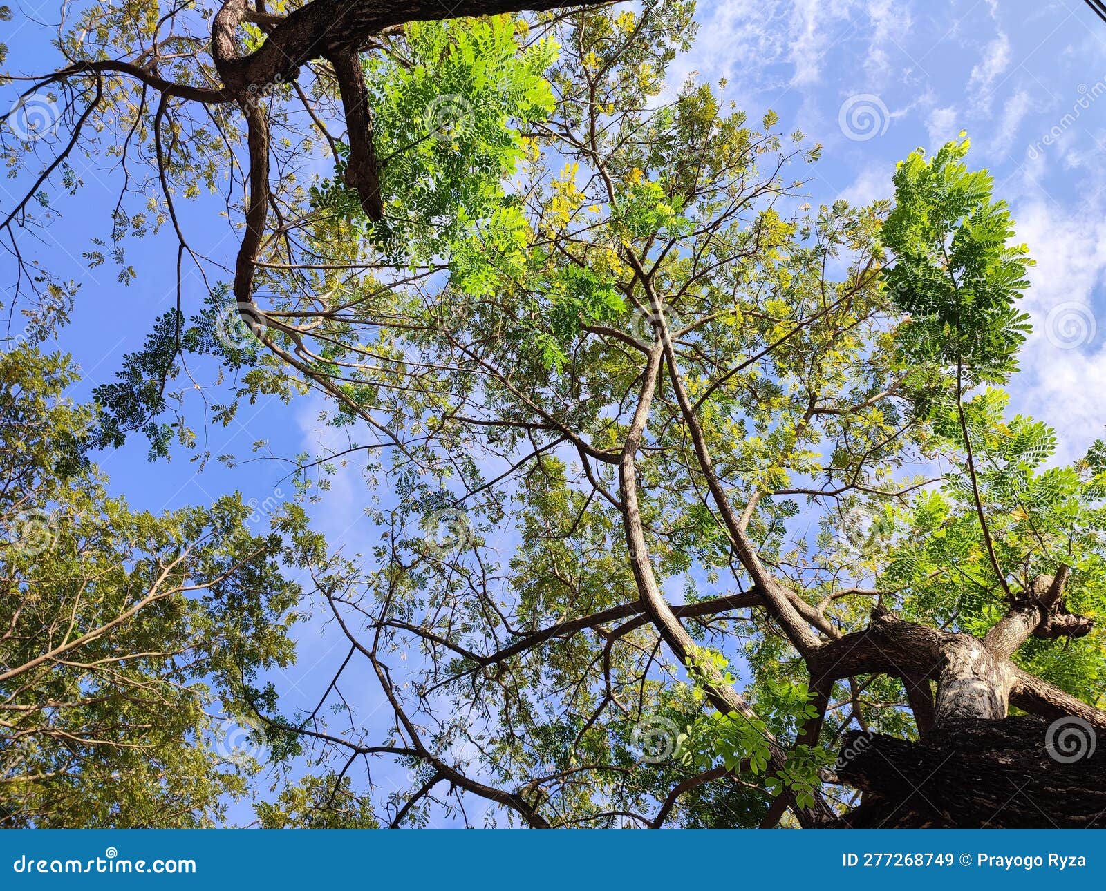 A View Under the Tree in the Shiny Day Stock Image - Image of forest ...