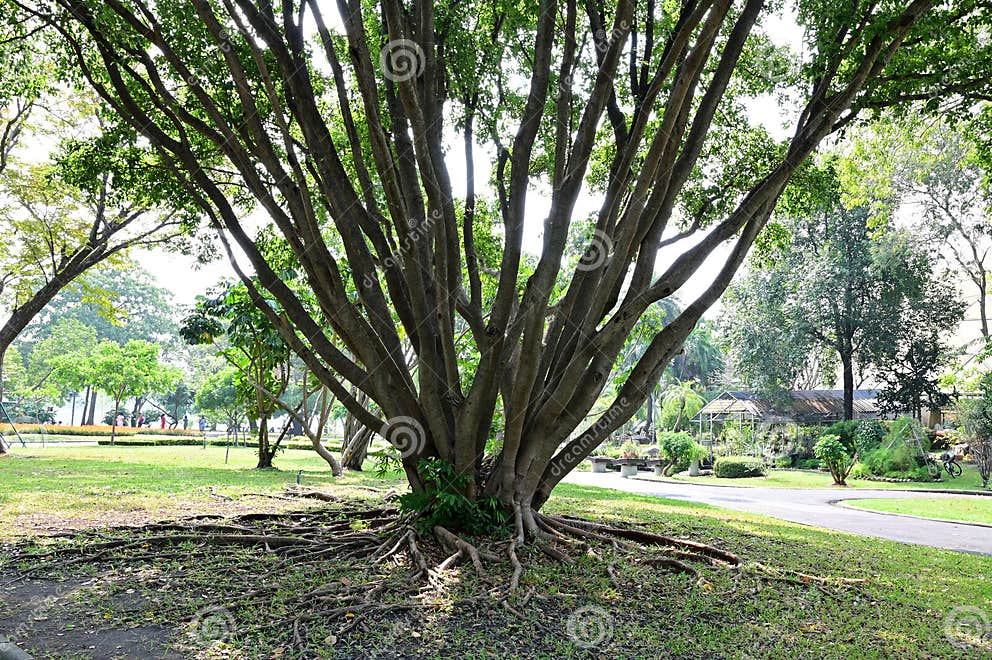 View Under of the Tree Small Leaves and Branches Spread Under a Shady ...