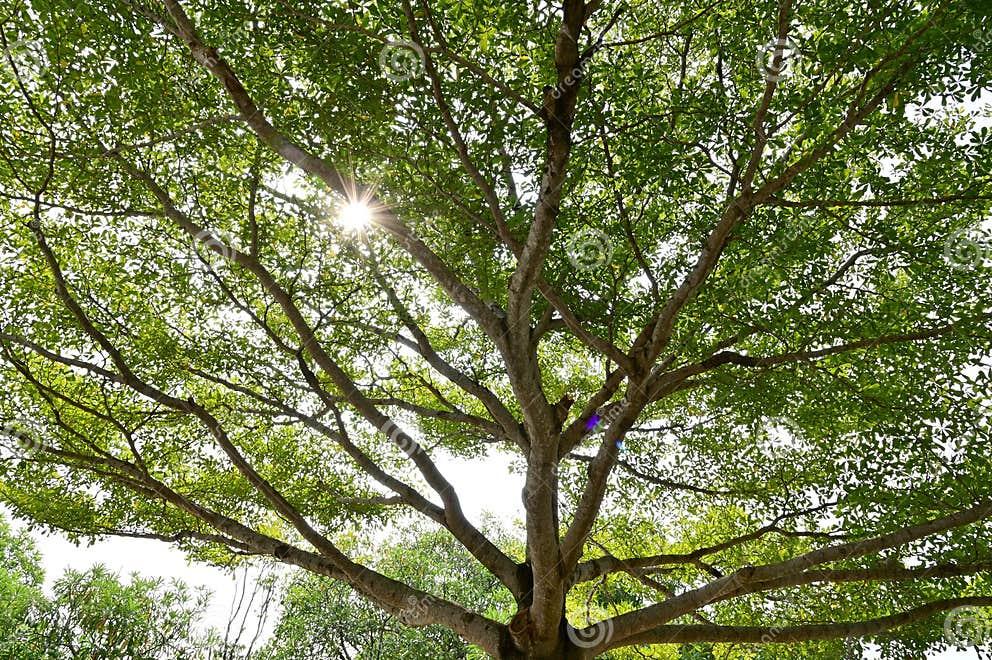 View Under of the Tree Small Leaves and Branches Spread Under a Shady ...