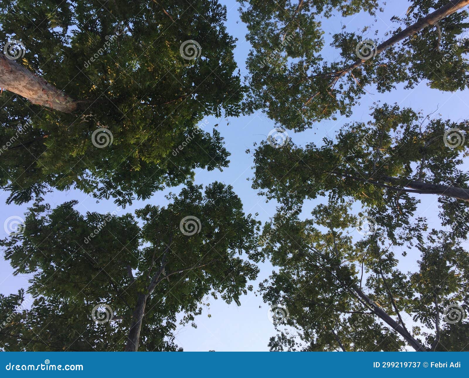 View from Under the Tree To the Top Stock Image - Image of bright ...