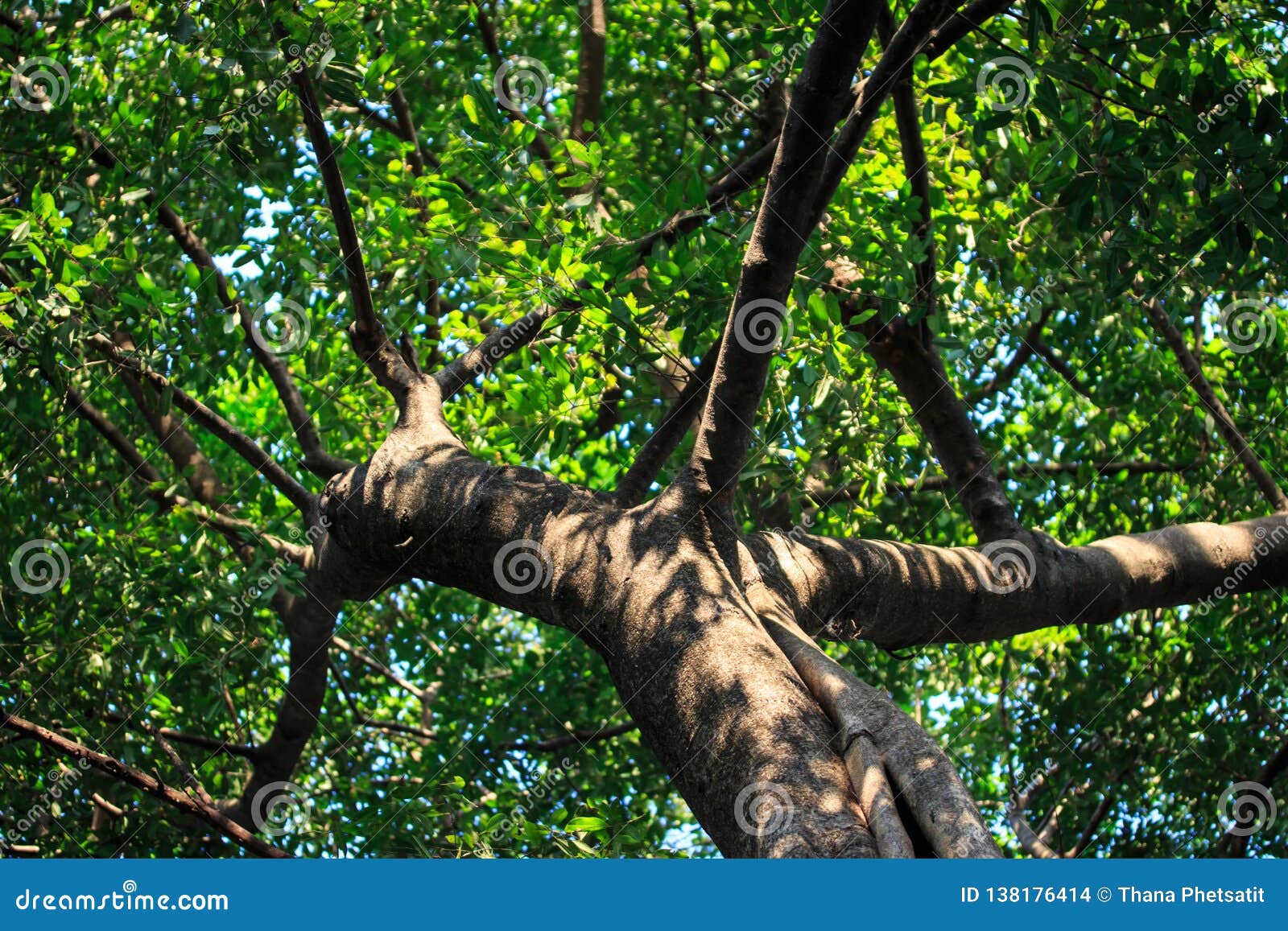 View Under Tree Trunk and Branch Stock Photo - Image of sunbeam, green ...