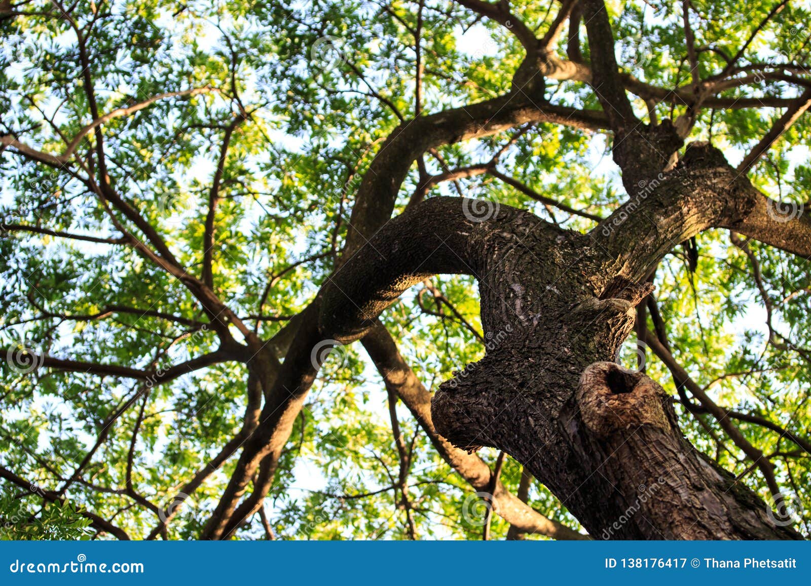 View Under Tree Trunk and Branch Stock Image - Image of tree, leaf ...
