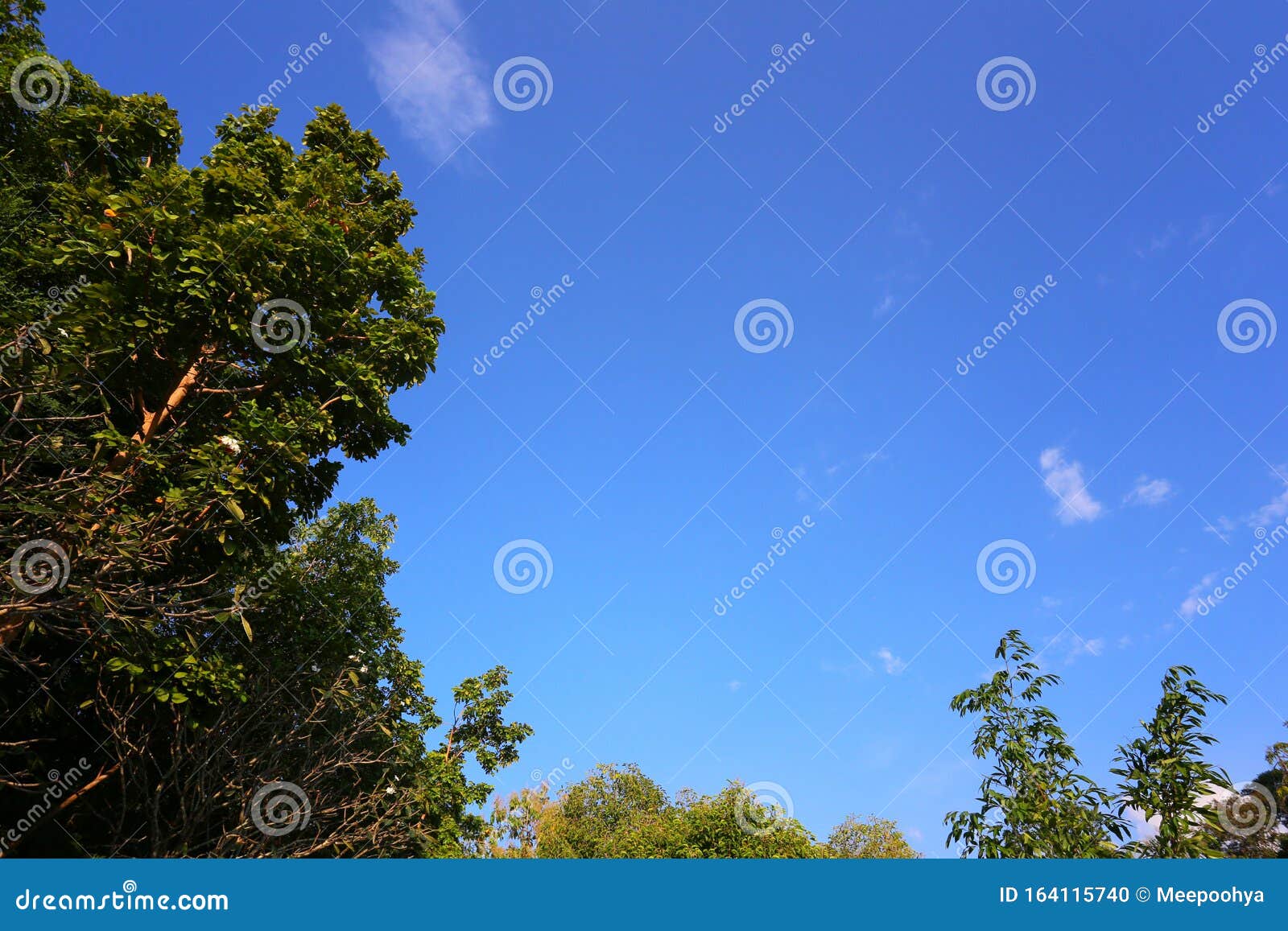 View of Under the Trees and Blue Sky Background Stock Photo - Image of ...