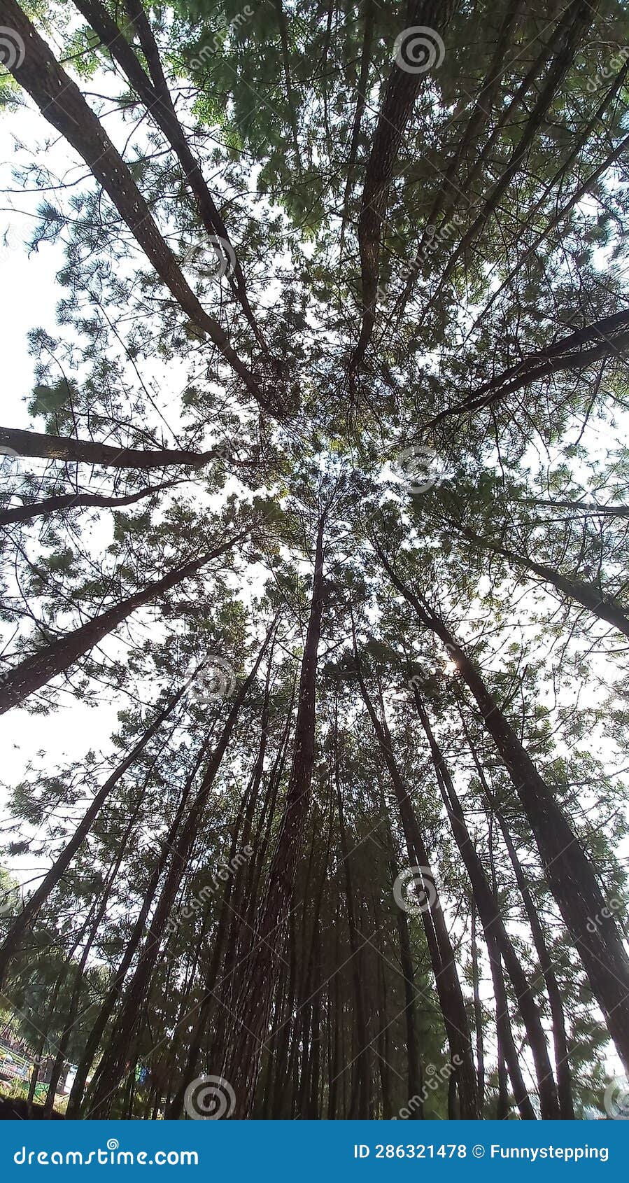 View from Under the Trees in One Perspective Stock Photo - Image of ...