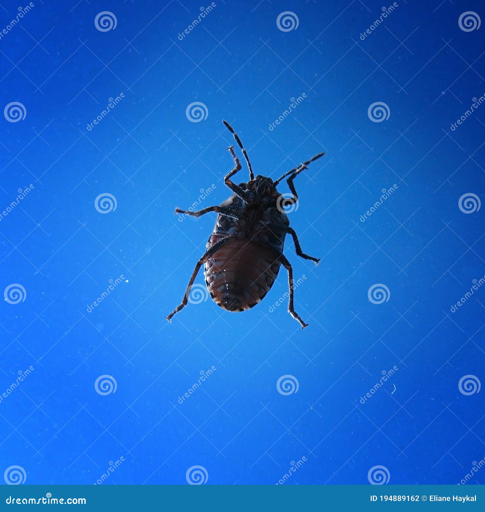 Bug from Underneath stock photo. Image of blue, head - 194889162