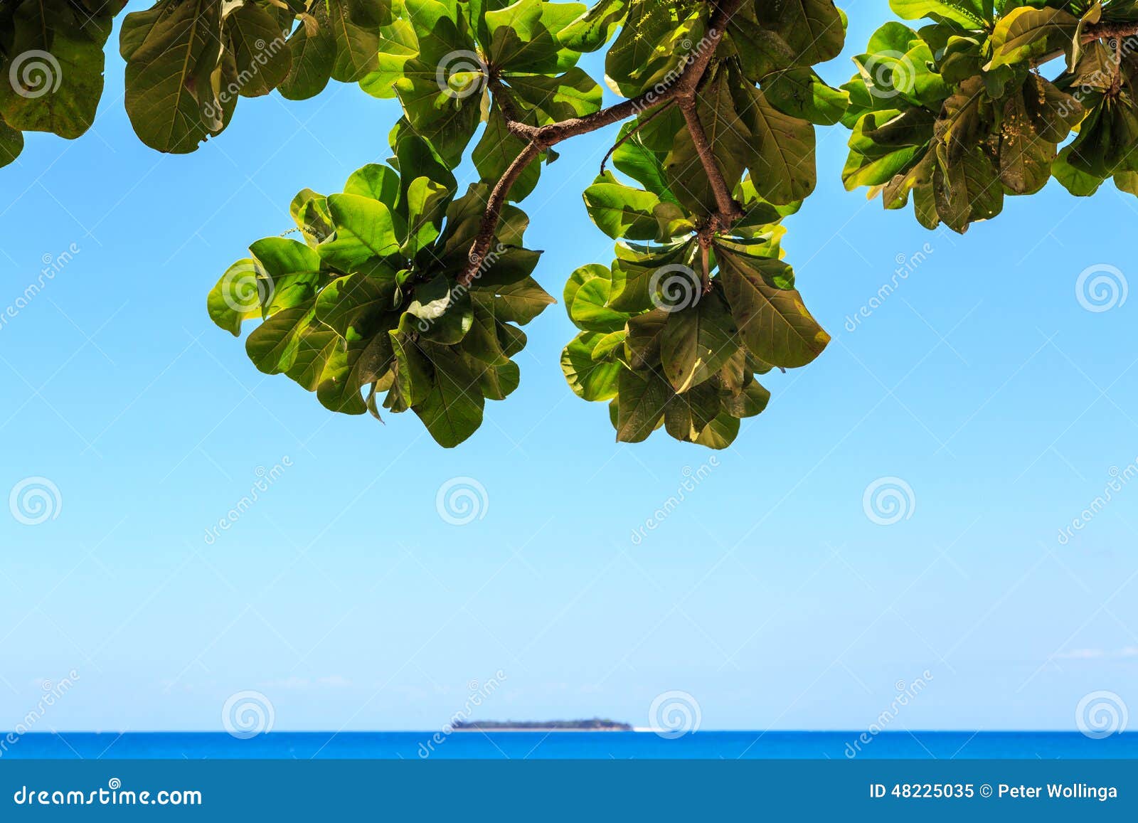 View from Underneath a Tree on a Tropical Island Stock Image - Image of ...