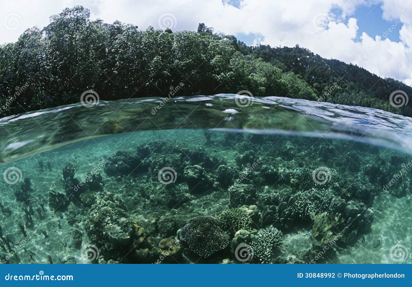 UNDERWATER Sea Level Photo. Colorful Seaweed From Marine Life Of The ...