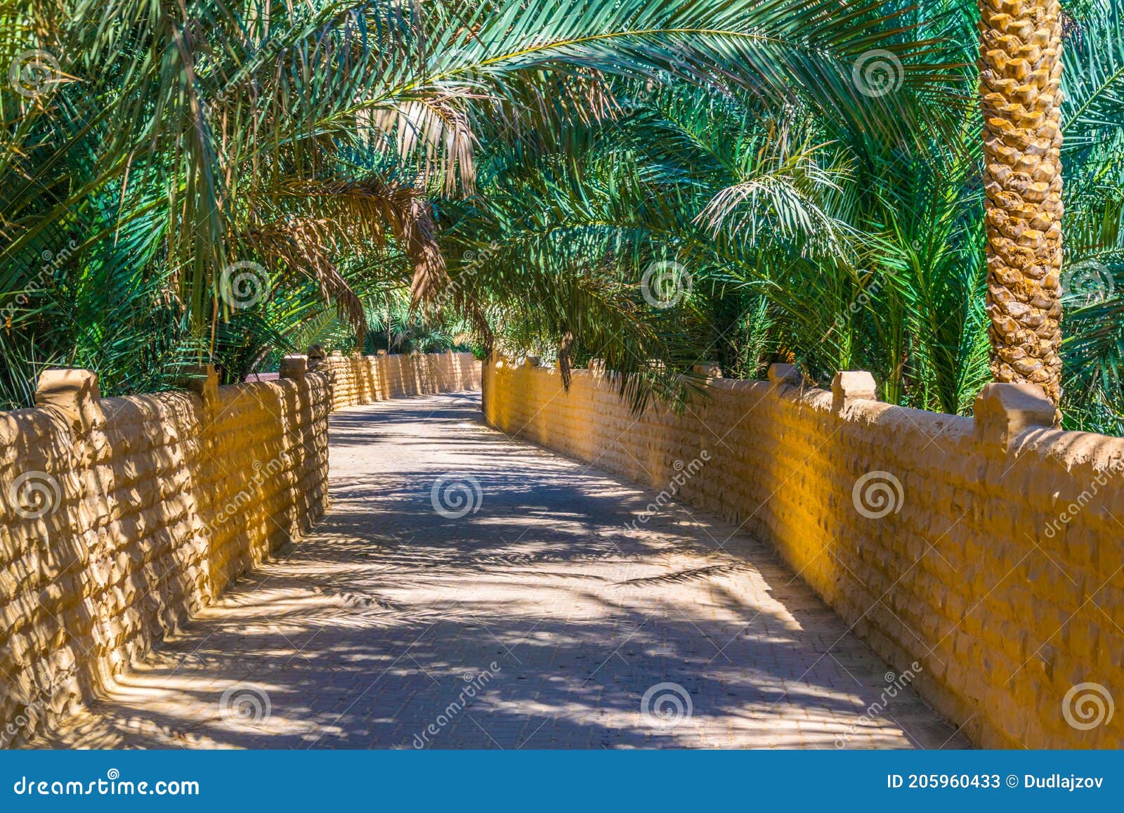 View of the Unesco Enlisted Oasis in Al Ain, UAE Stock Image - Image of ...