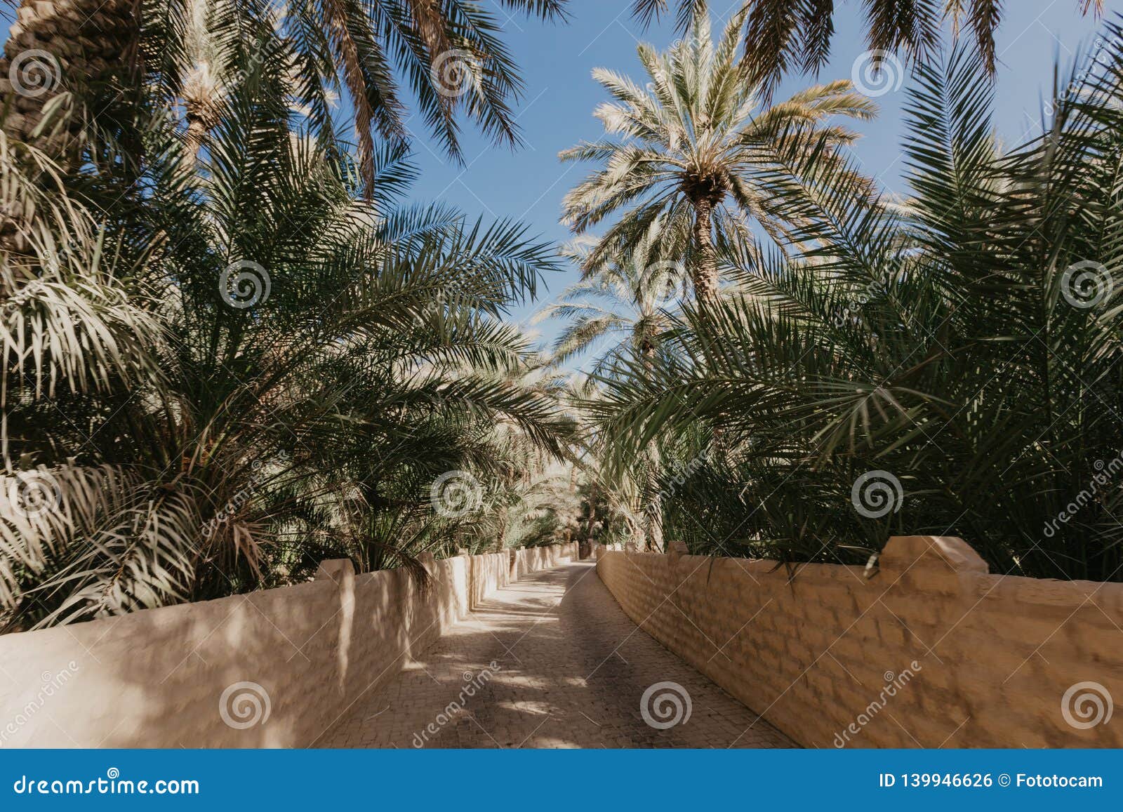 View of the Unesco Enlisted Oasis in Al Ain, UAE Stock Photo - Image of ...
