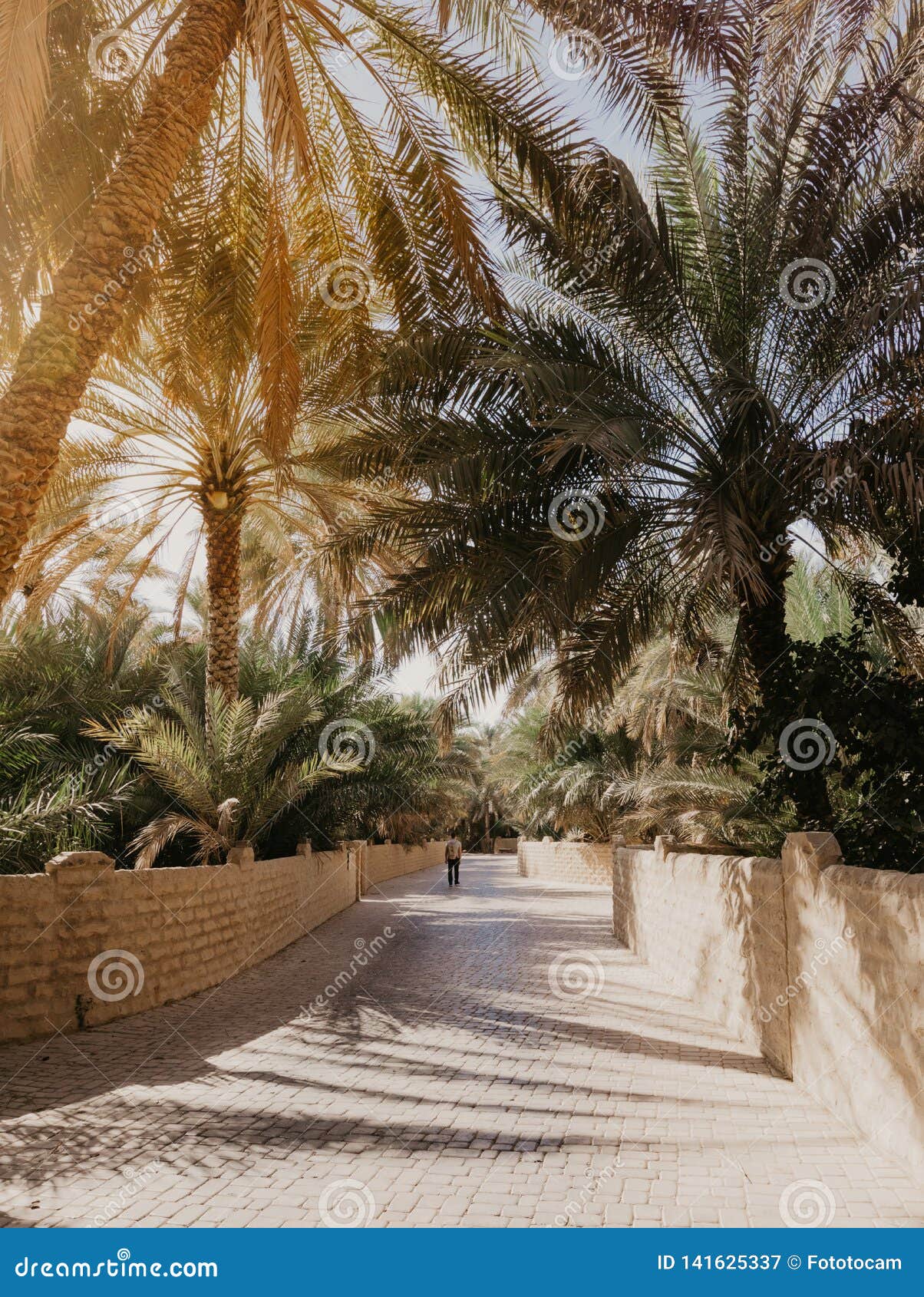 View of the Unesco Enlisted Oasis in Al Ain, UAE Editorial Photography ...