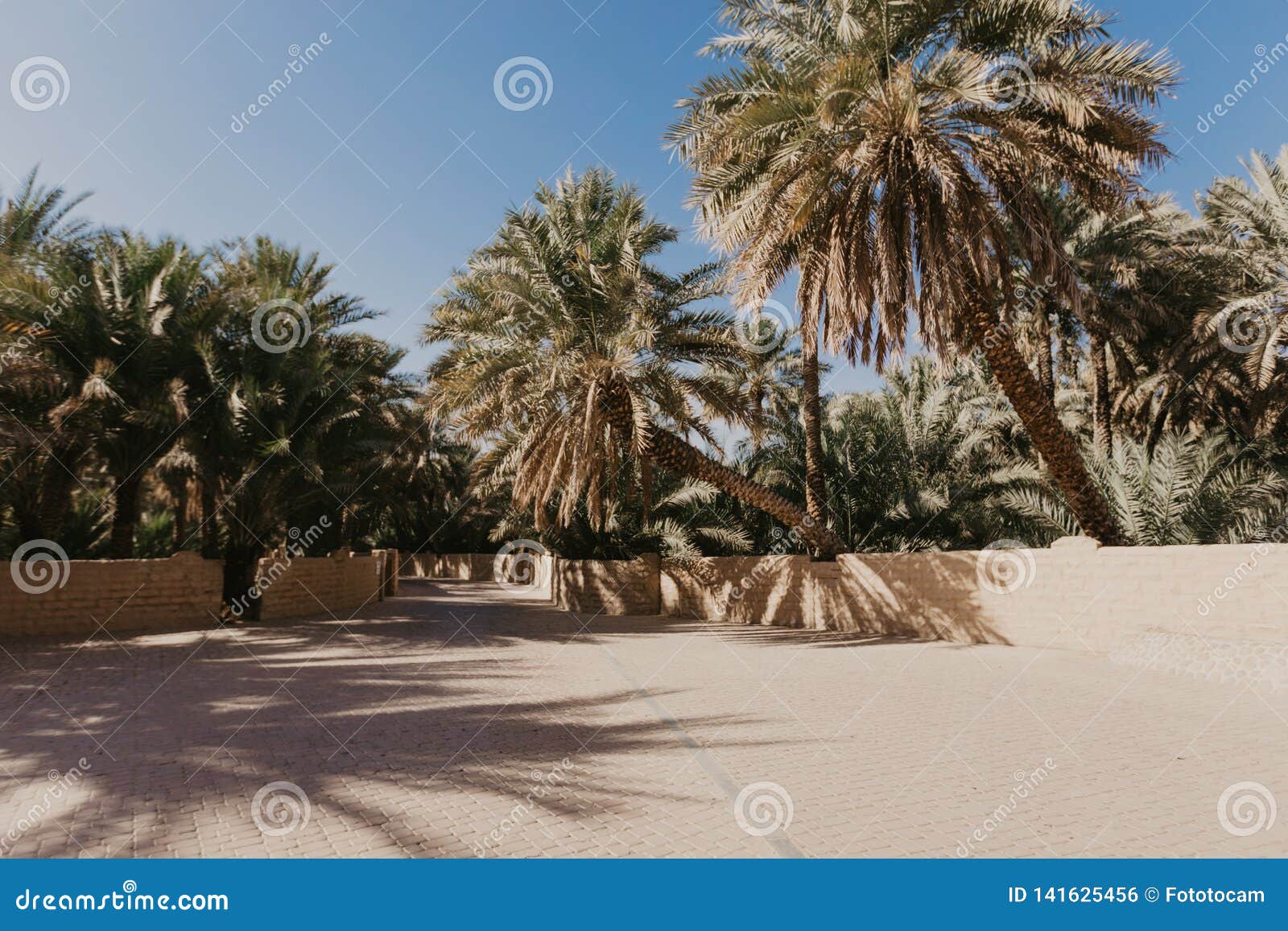 View of the Unesco Enlisted Oasis in Al Ain, UAE Stock Photo - Image of ...