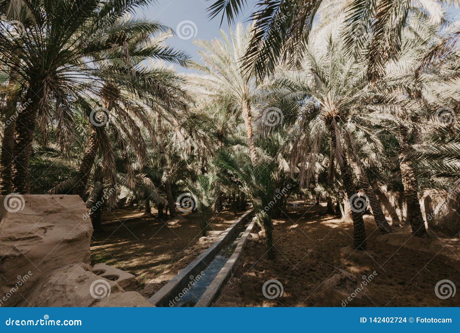 View of the Unesco Enlisted Oasis in Al Ain, UAE Stock Photo - Image of ...