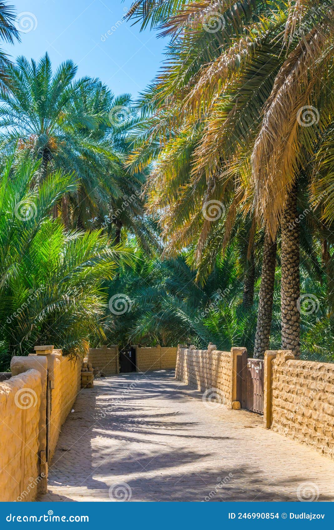 View of the Unesco Enlisted Oasis in Al Ain, UAE...IMAGE Stock Photo ...