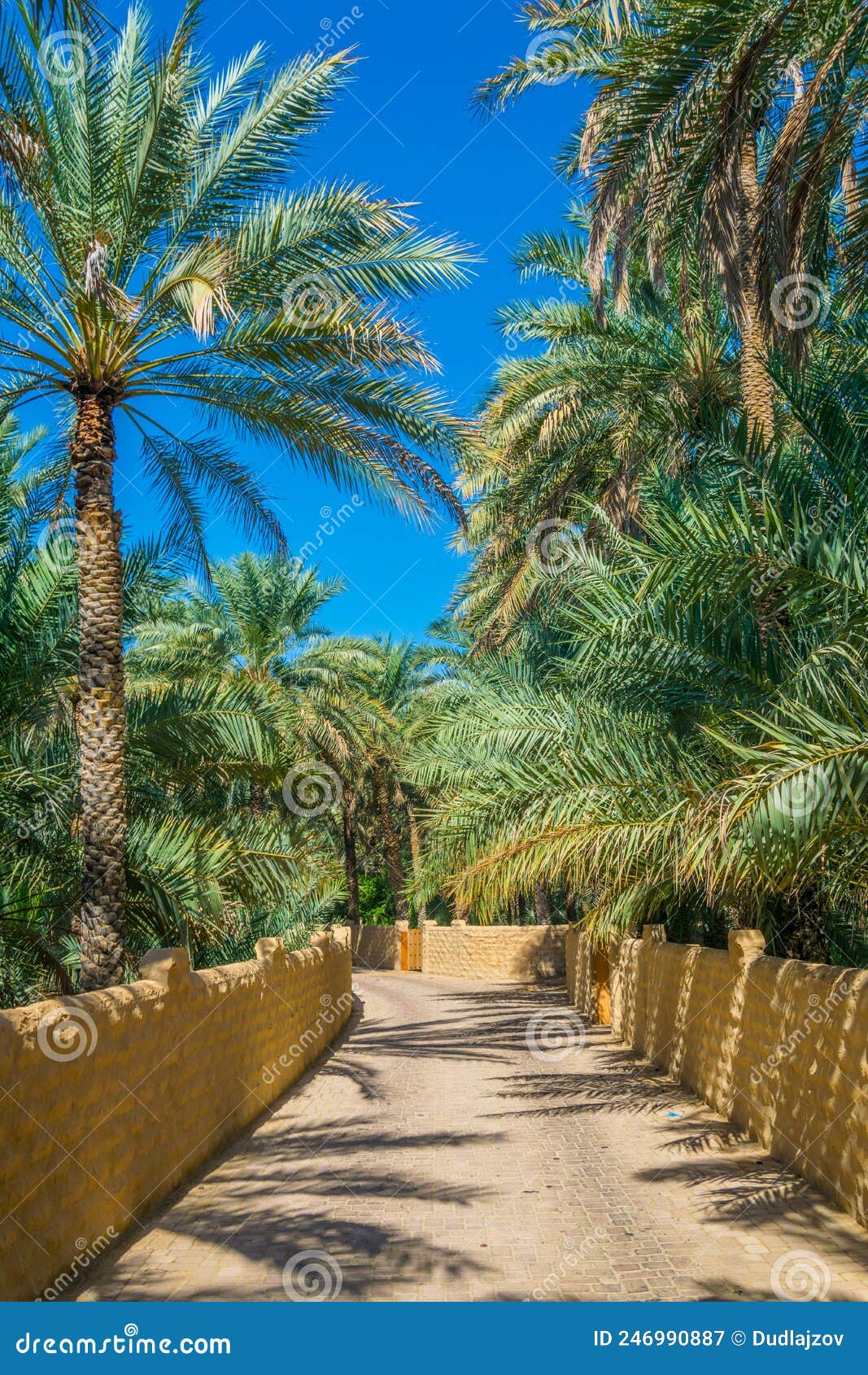 View of the Unesco Enlisted Oasis in Al Ain, UAE...IMAGE Stock Image ...