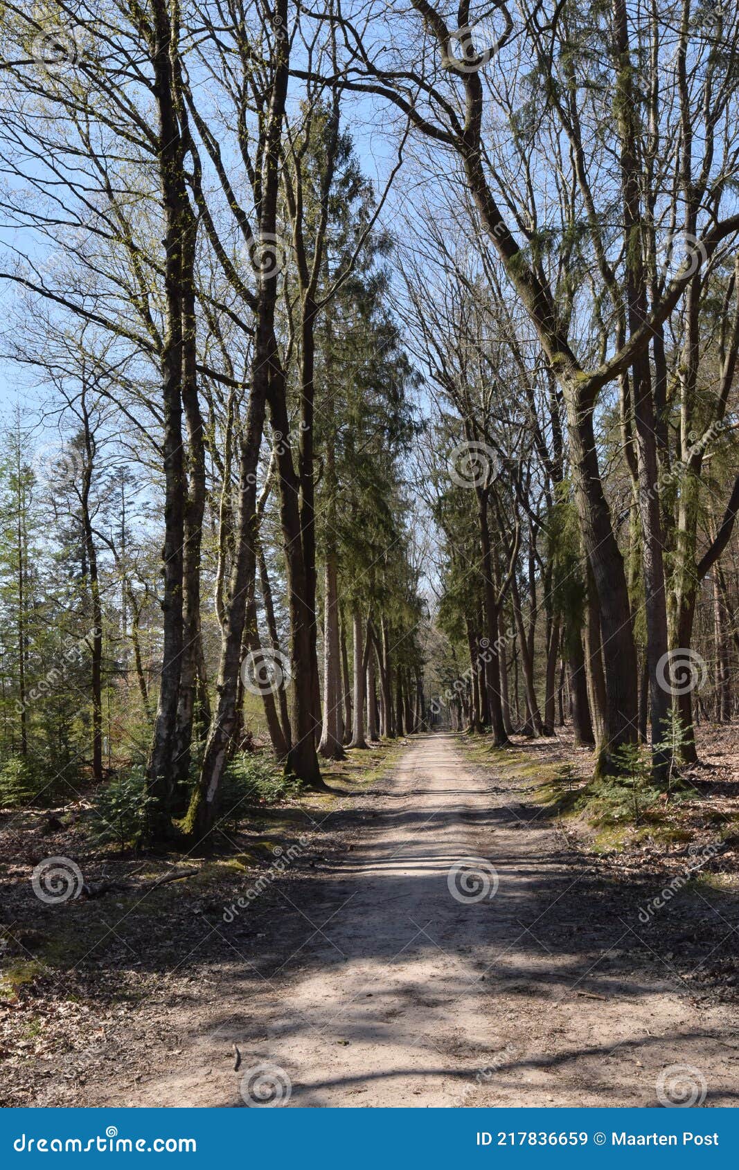 Unpaved Forest Road Bordered by Budding Trees, Veluwe, the Netherlands ...