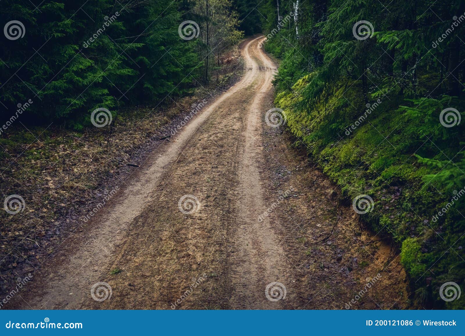 View of Unpaved Road in the Forest Stock Photo - Image of scenic, path ...